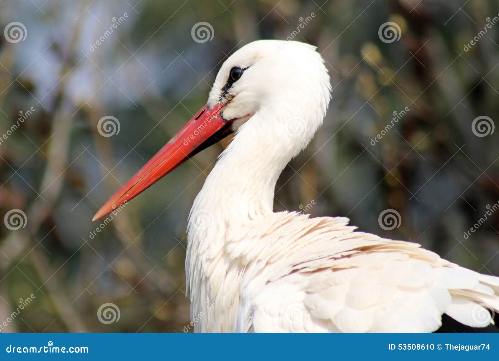 White stork stock photo. Image of grey, africa, peafoel - 53508610