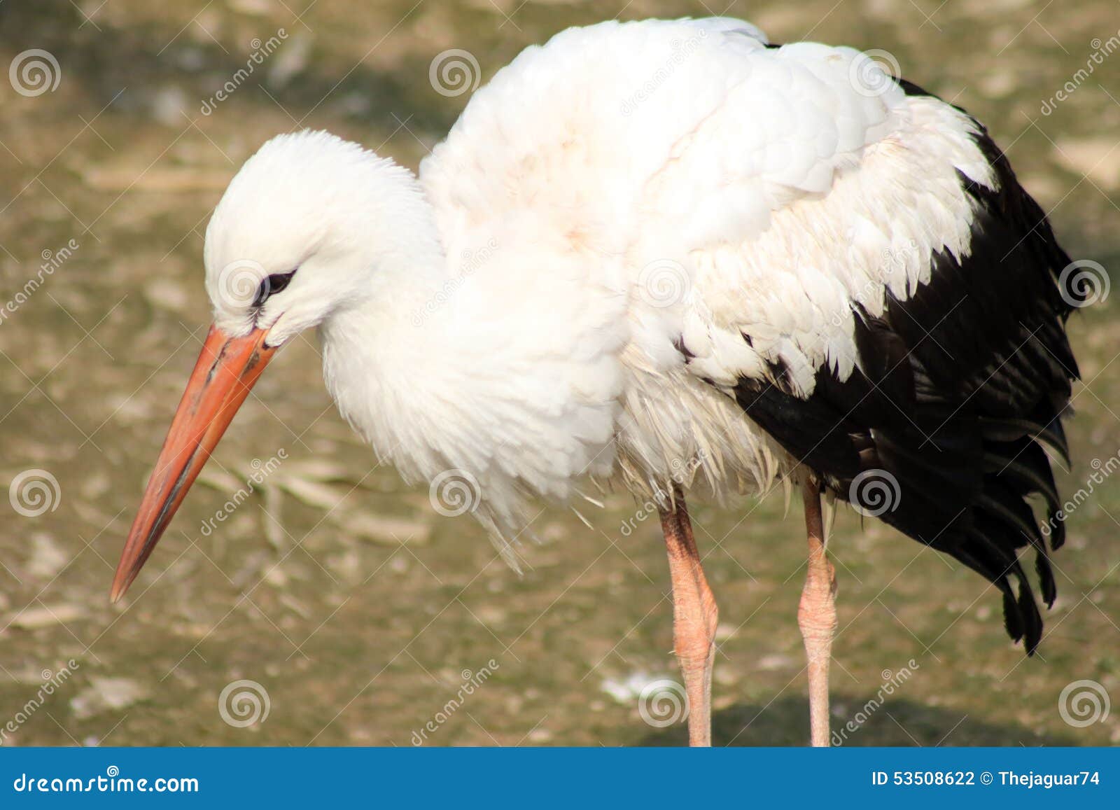 White stork stock photo. Image of heron, peafoel, bird - 53508622