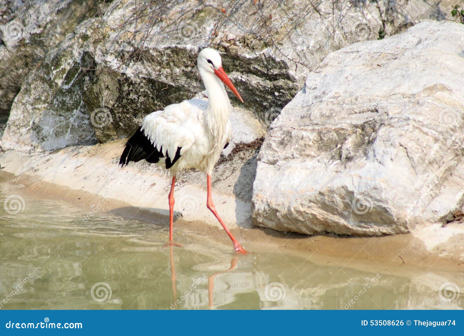 White stork stock photo. Image of peafoel, crane, africa - 53508626