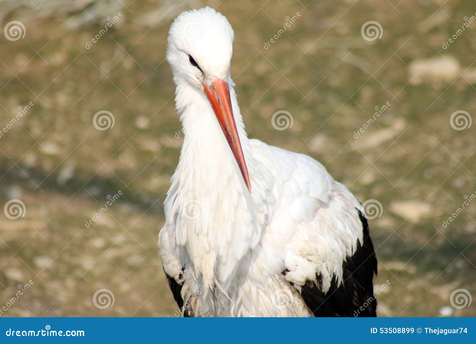 White stork stock image. Image of birds, blue, lion, bird - 53508899