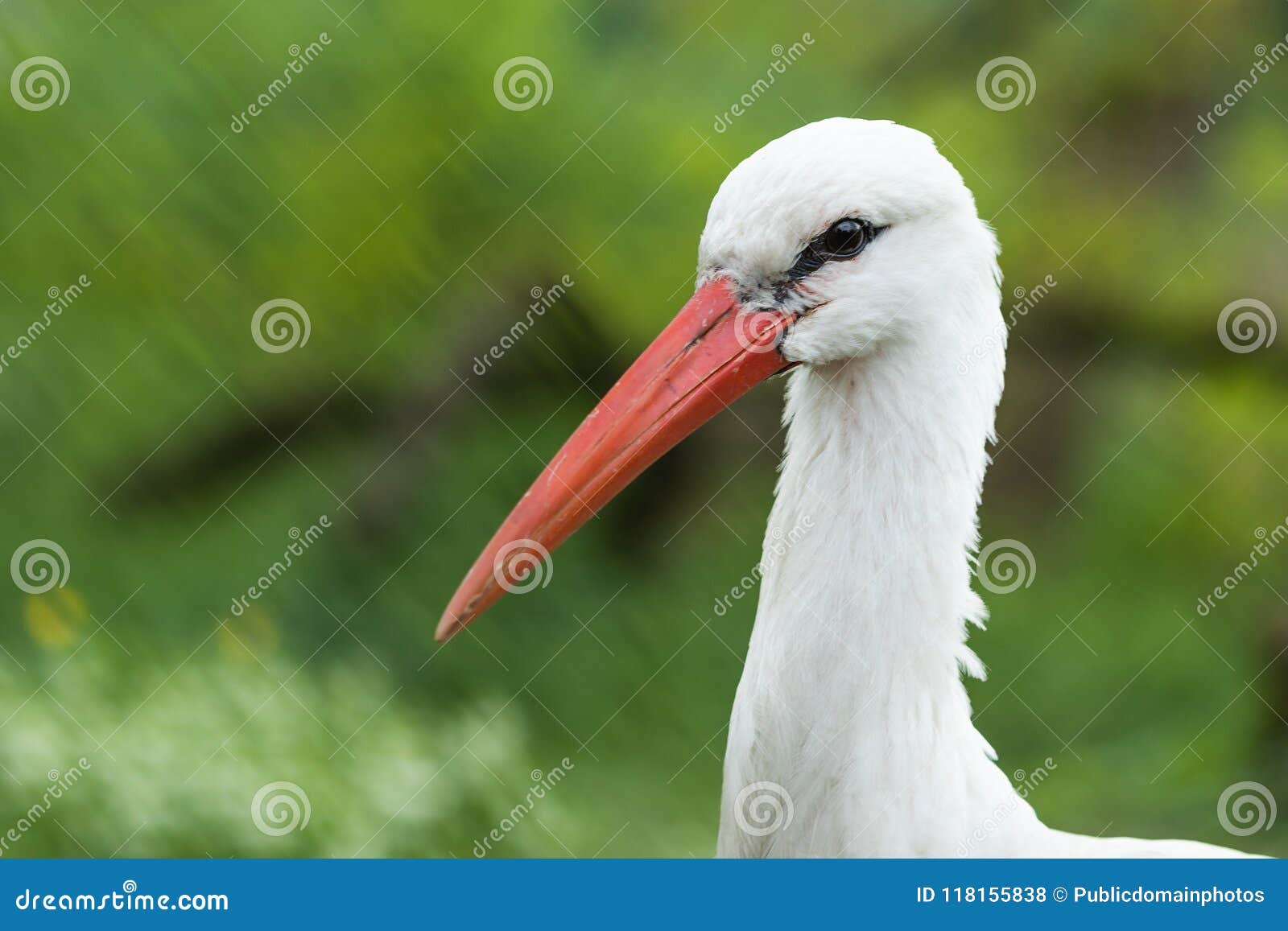 White Stork, Bird, Stork, Beak Picture. Image: 118155838