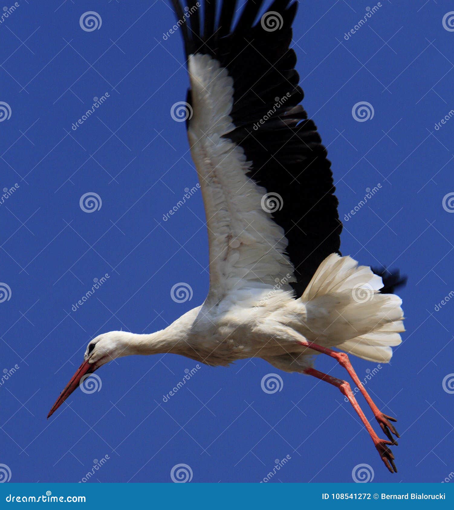 White Stork Bird in Flight in Spring Season Stock Photo - Image of ...