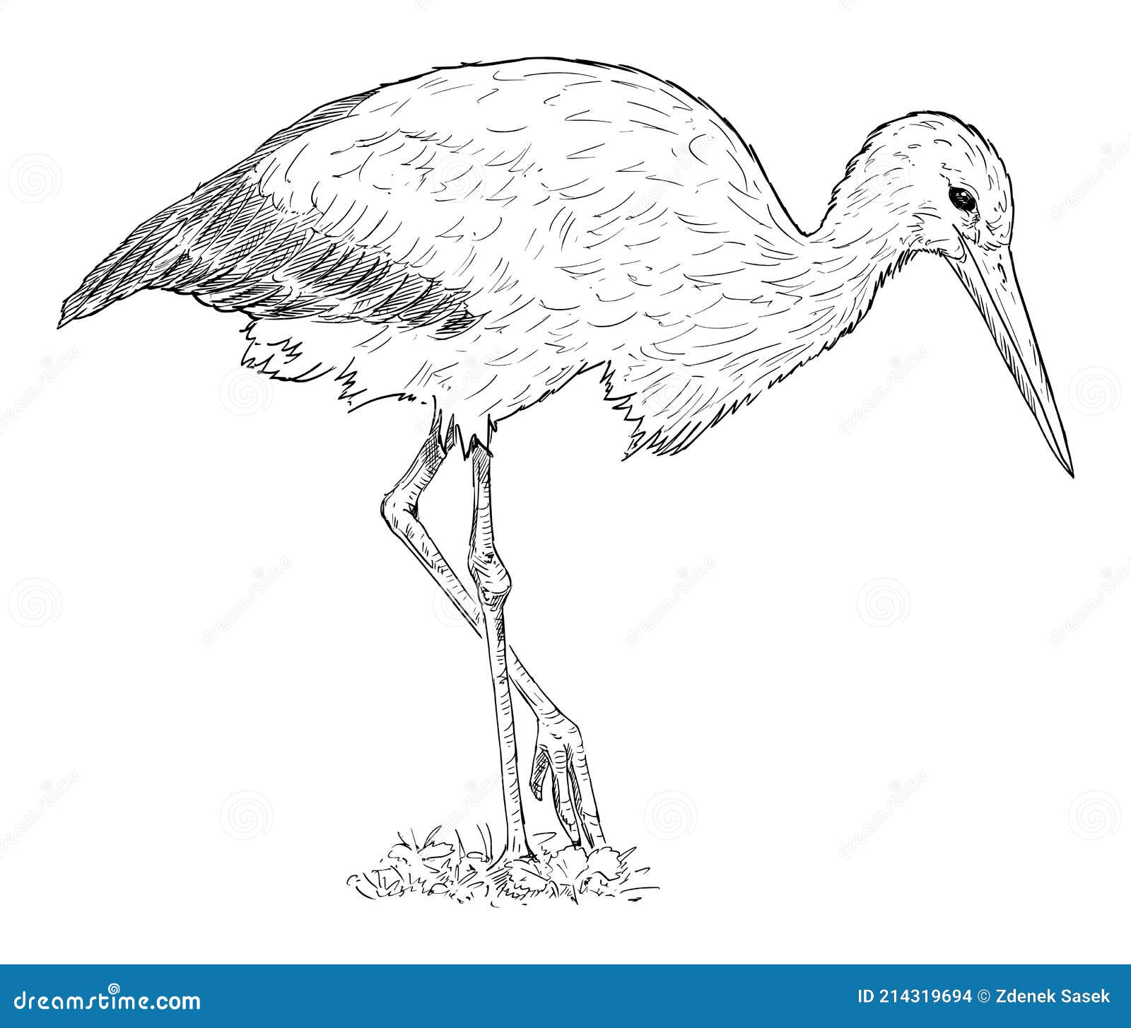 White Stork Bird Standing. Vector Drawing or Illustration Stock Vector ...