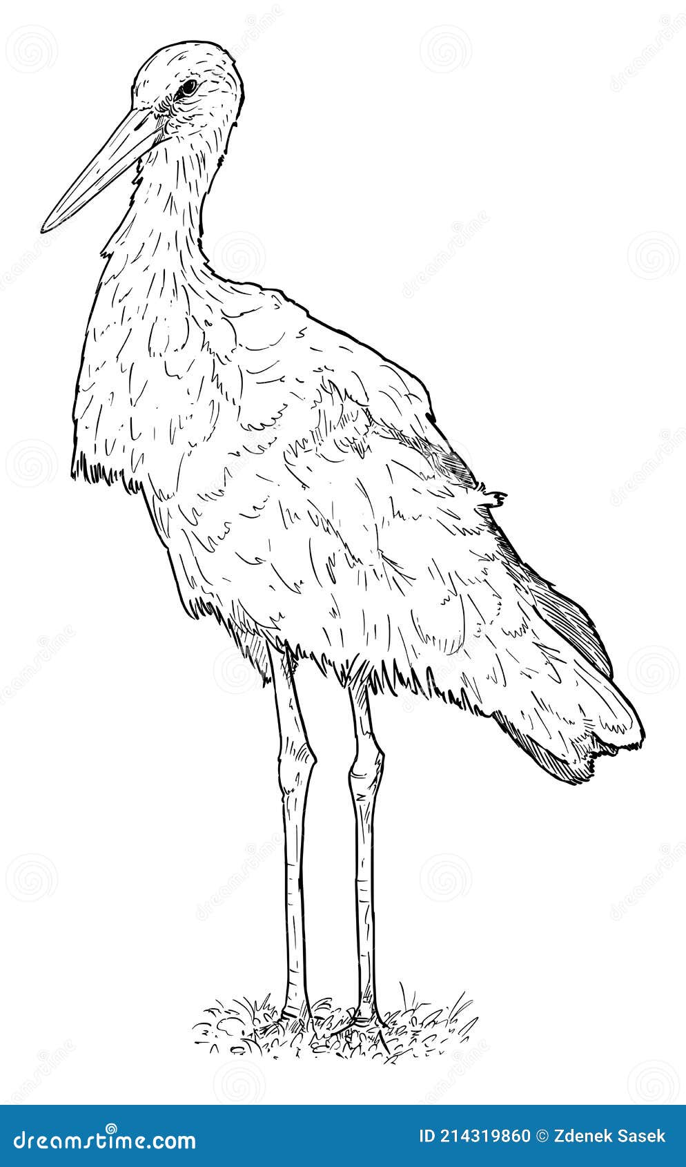 White Stork Bird Standing. Vector Drawing or Illustration Stock Vector ...