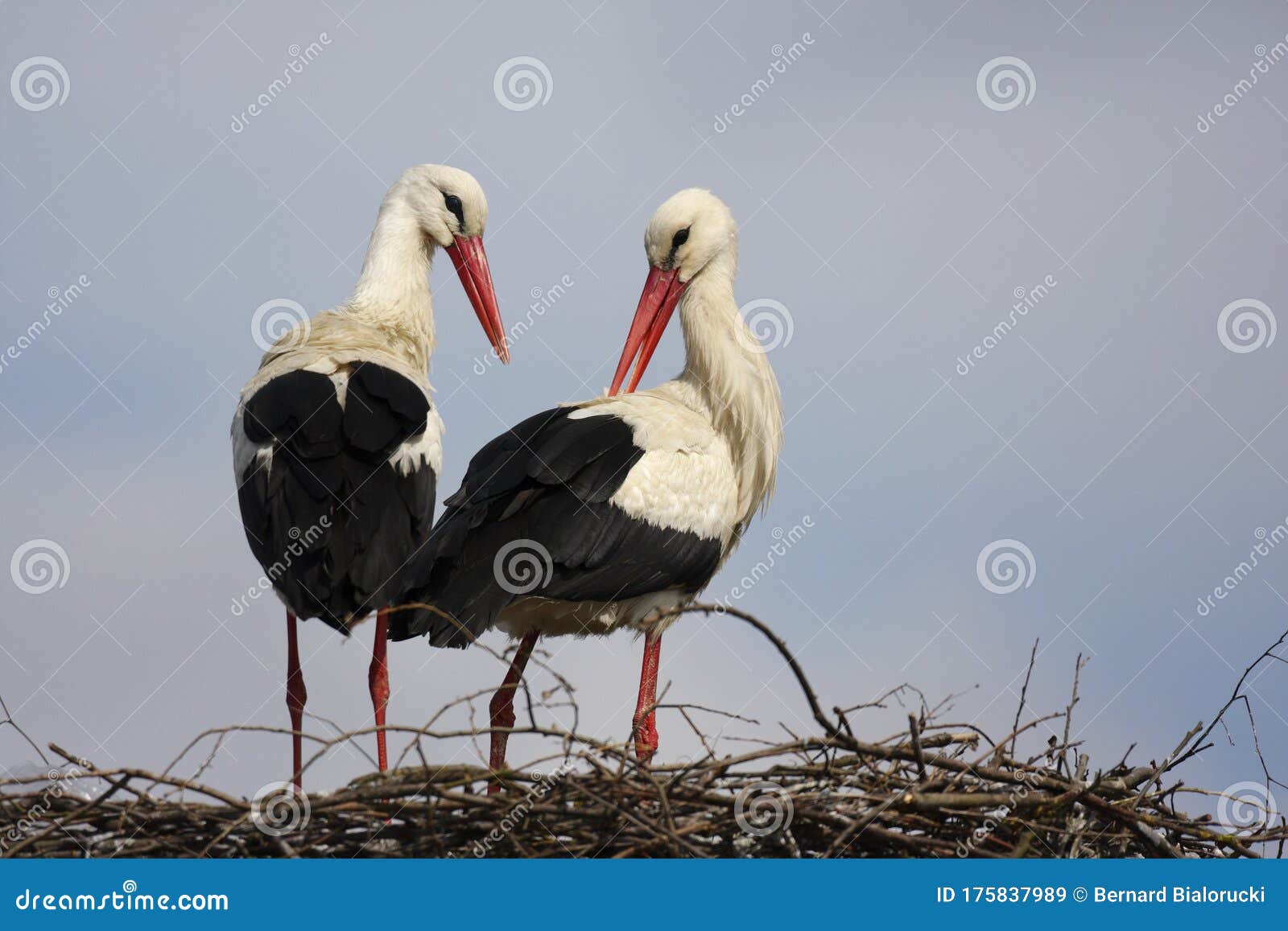 White Stork Birds on a Nest during the Spring Nesting Period Stock ...