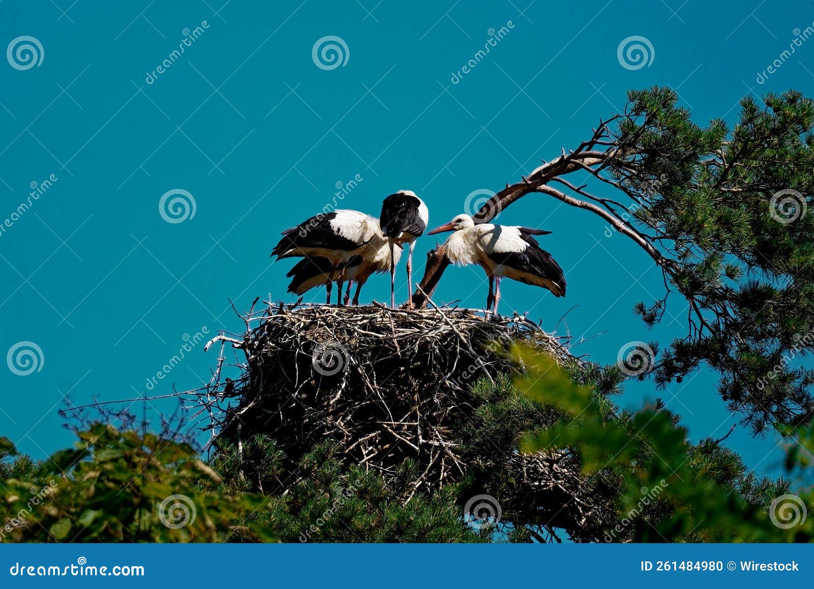 White Stork Birds on Top of a Tree Close To the Sky Facing Each Other ...