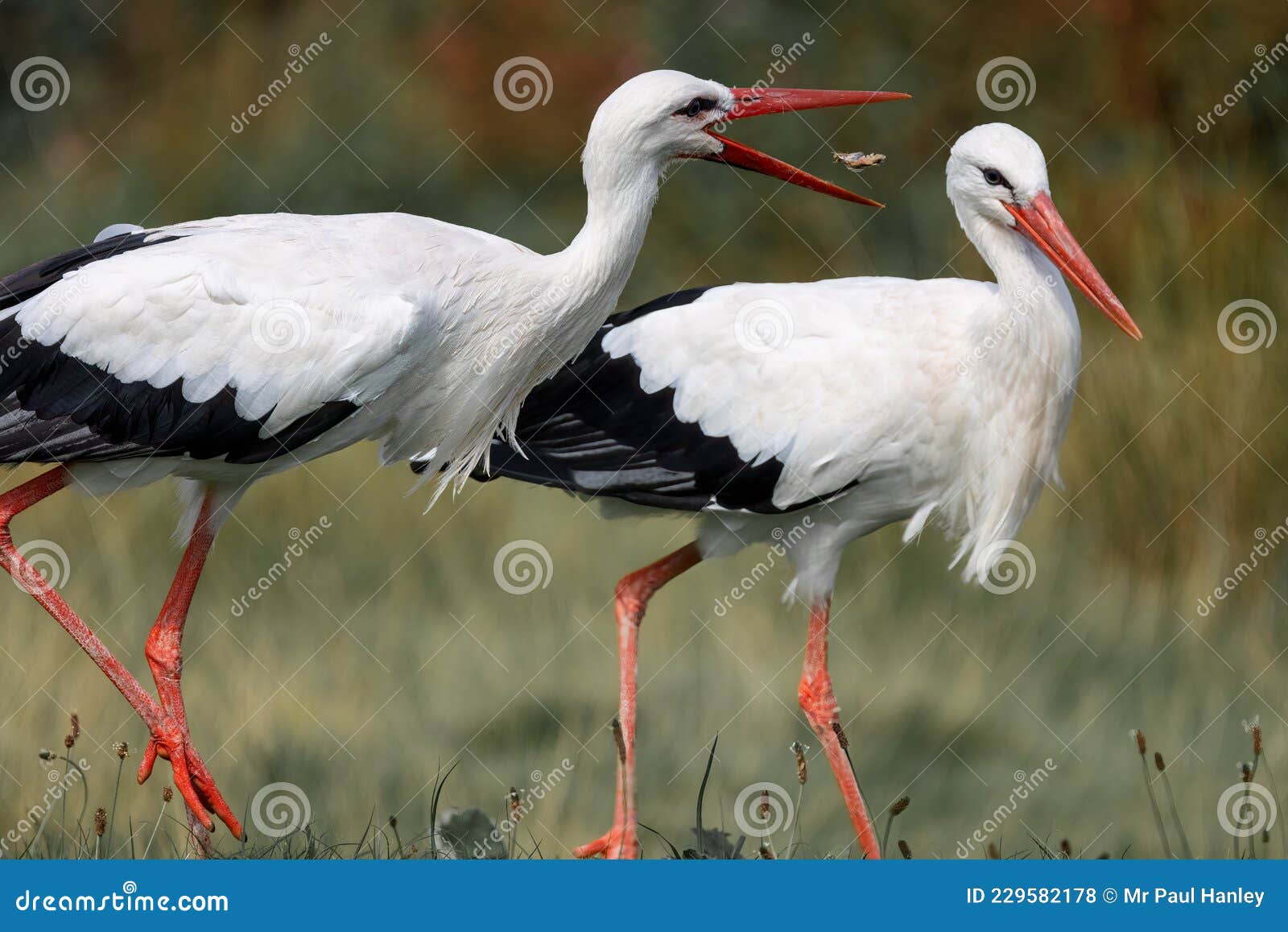 A White Stork Catching and Eating Fish Stock Photo - Image of stork ...