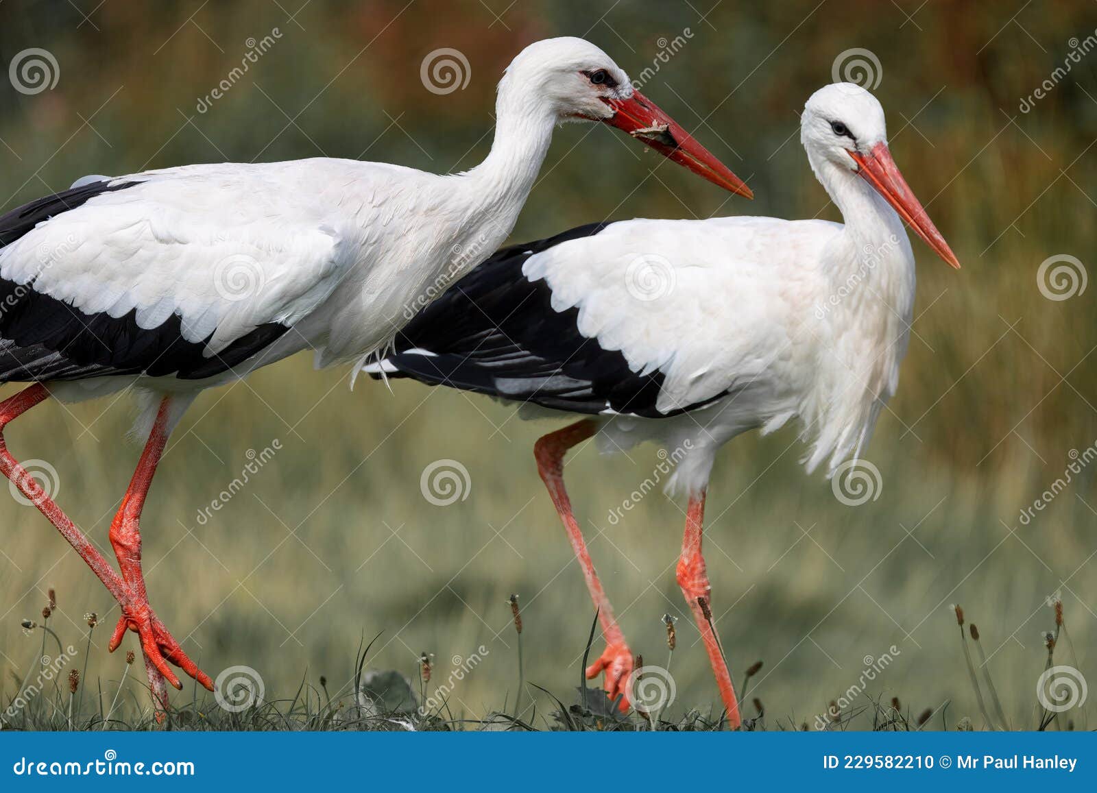 A White Stork Catching and Eating Fish Stock Photo - Image of heron ...