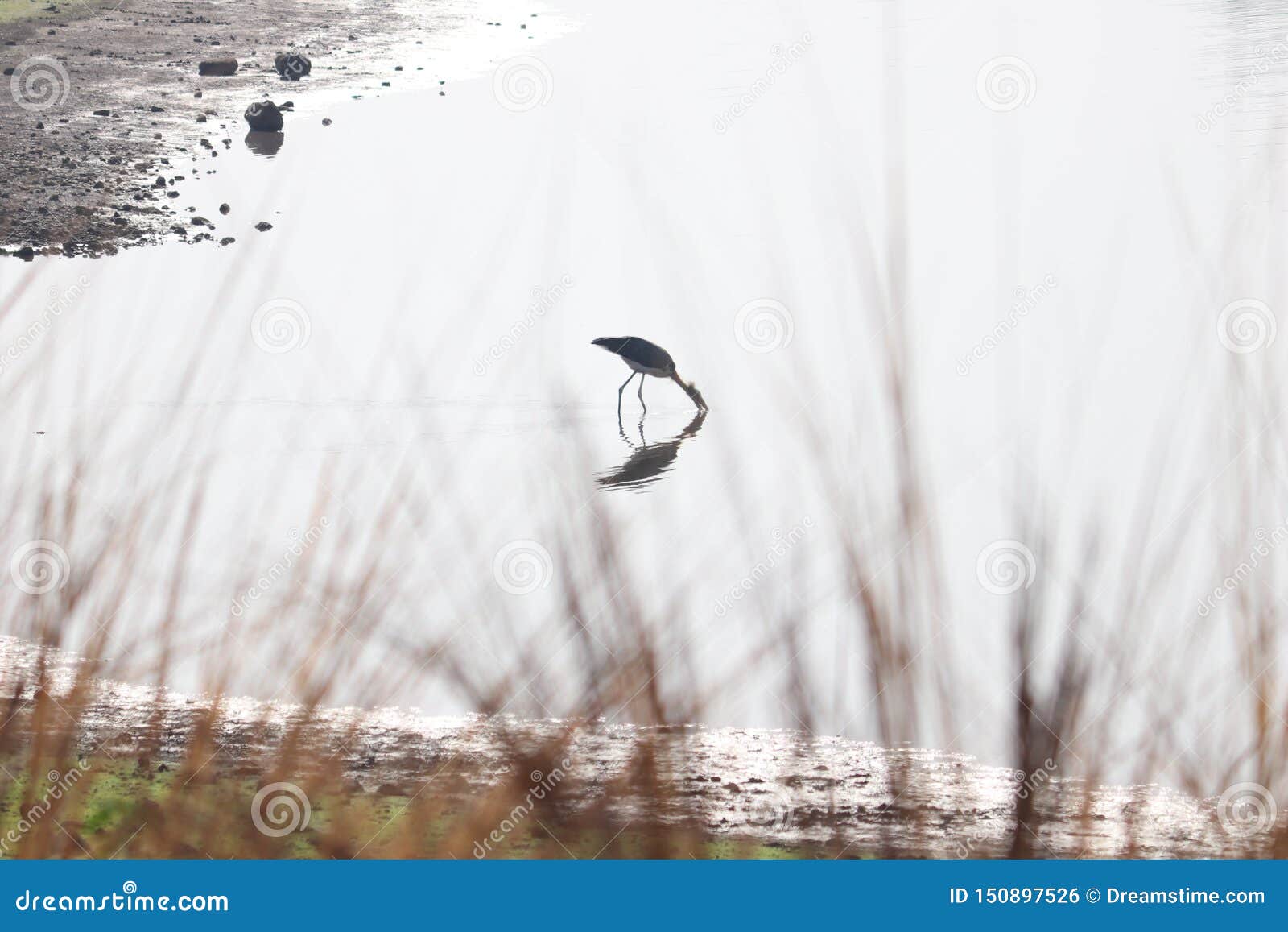 The White Stork Catching the Prey Stock Photo - Image of birdwatching ...