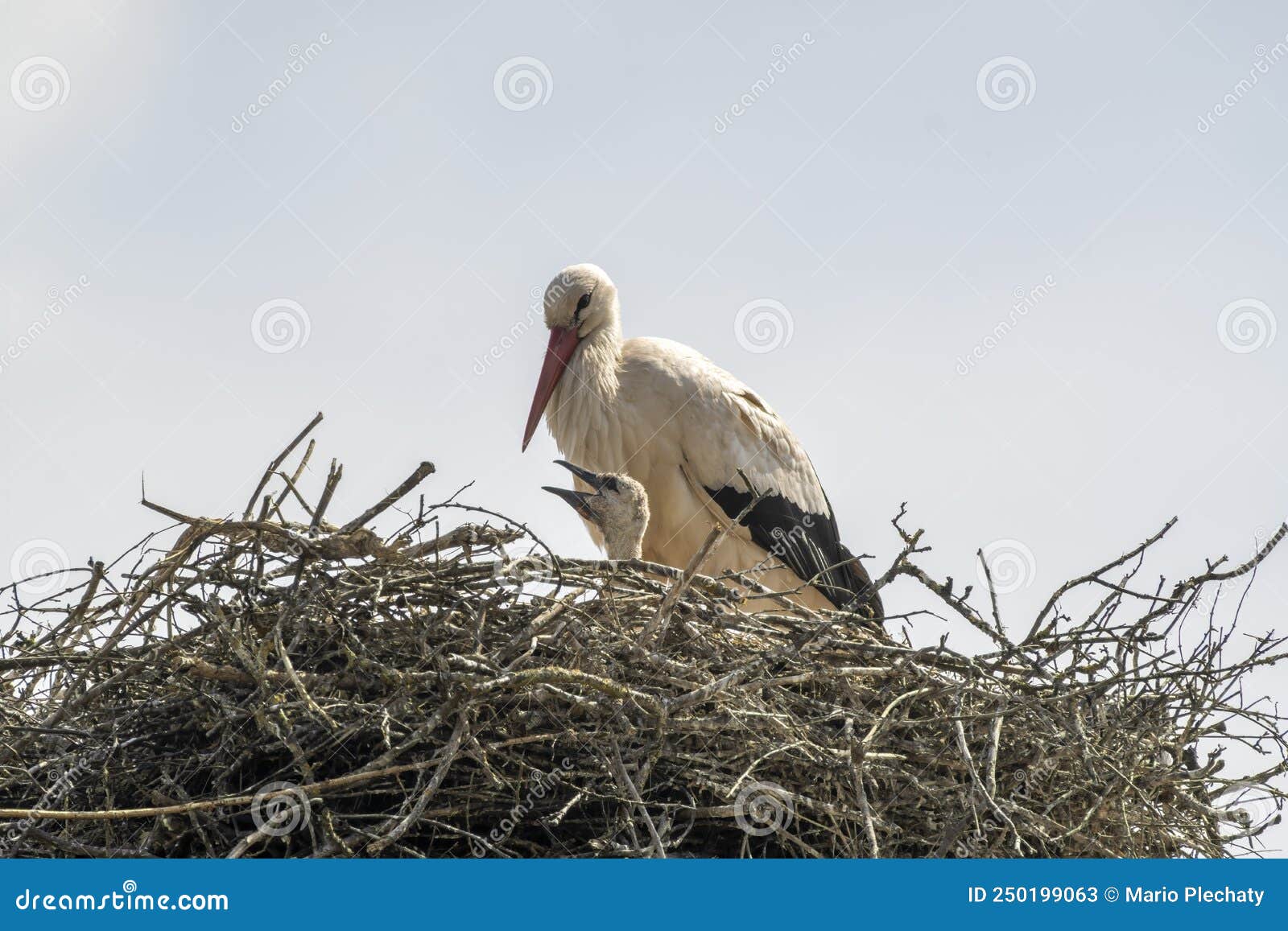 A White Stork with Chicks in Its Nest Stock Image - Image of closeup ...