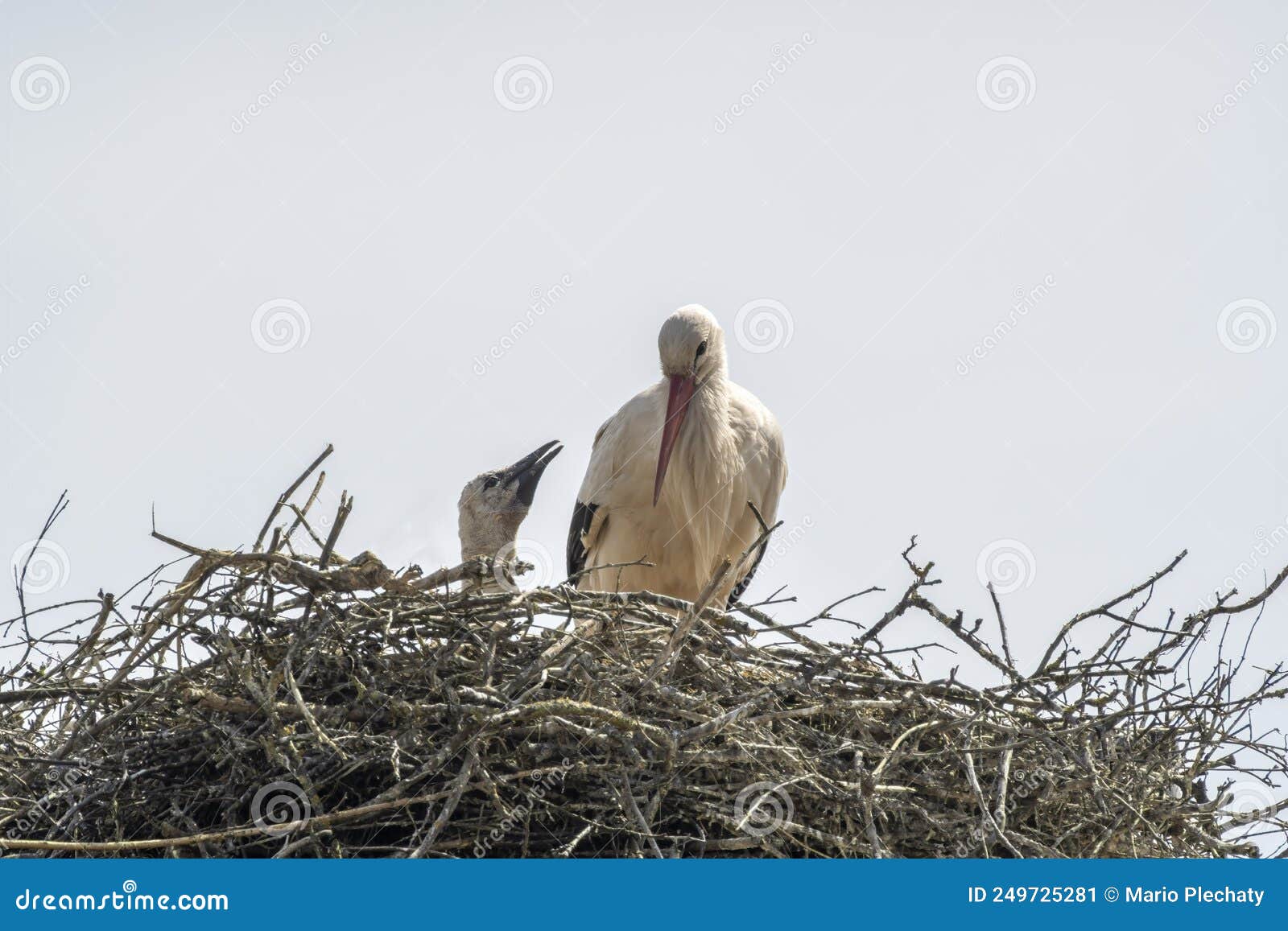 A White Stork with Chicks in Its Nest Stock Image - Image of family ...