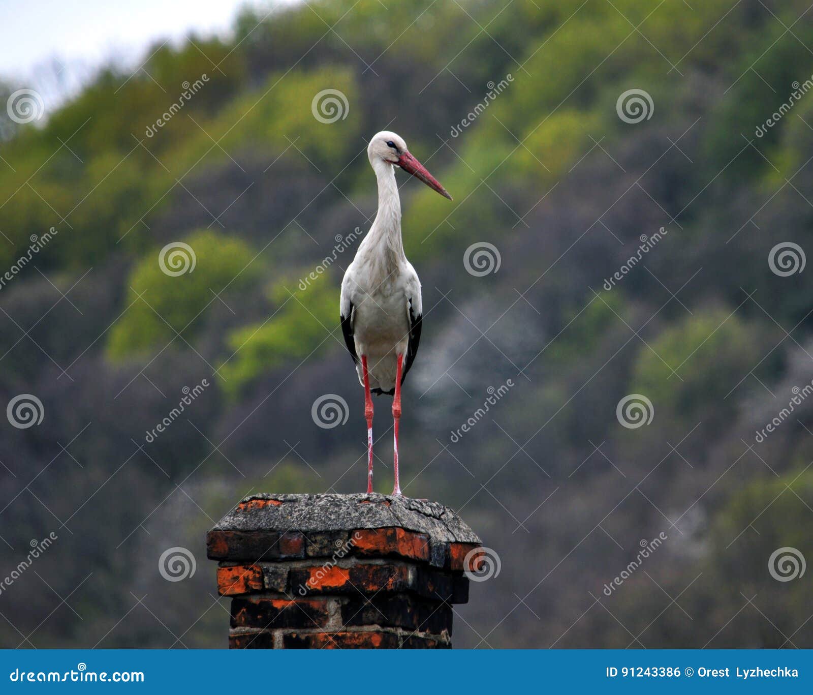 White Stork on chimney_4 stock photo. Image of nesting - 91243386
