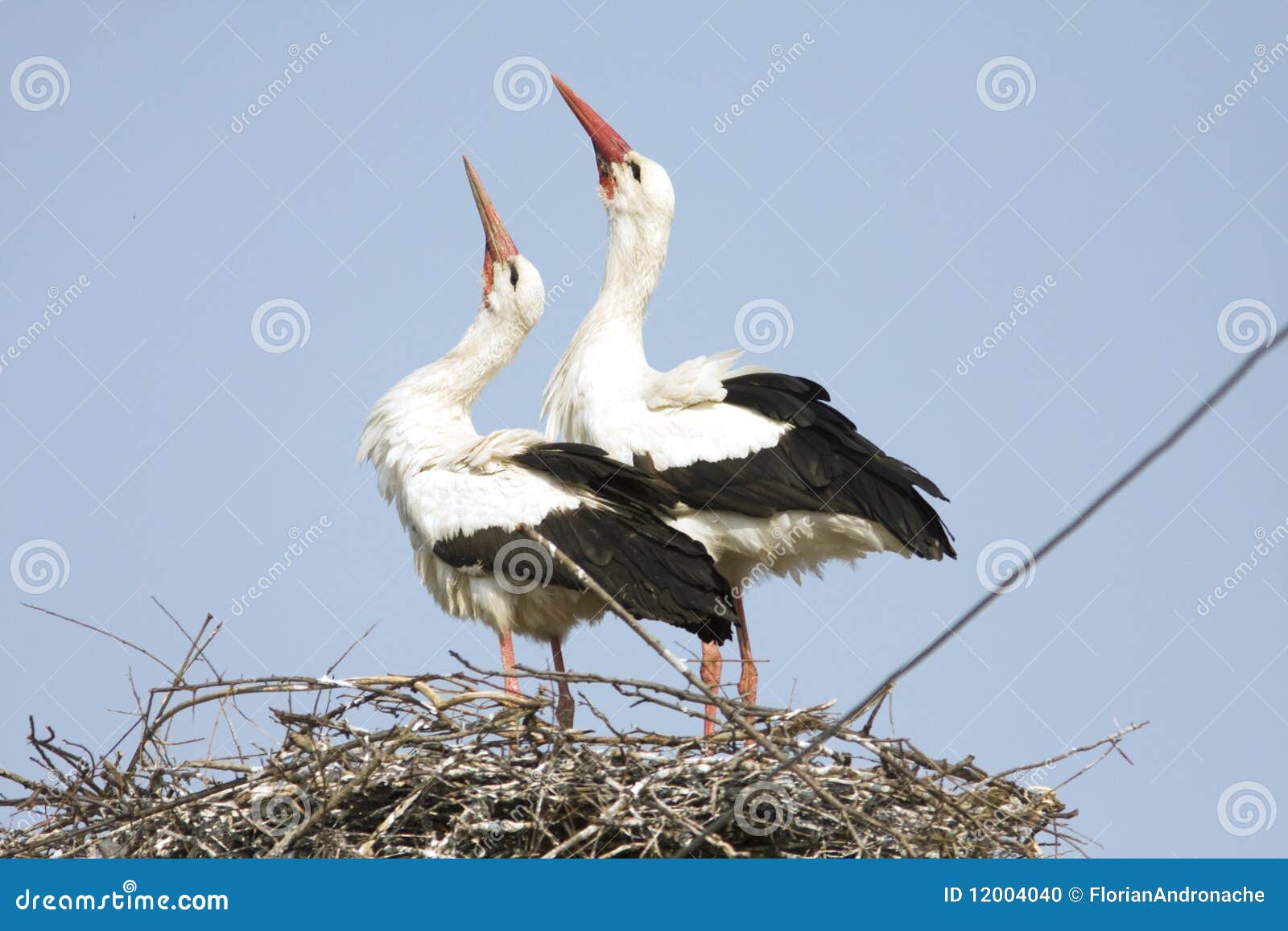 White Stork / Ciconia Ciconia Stock Photo - Image of neck, food: 12004040