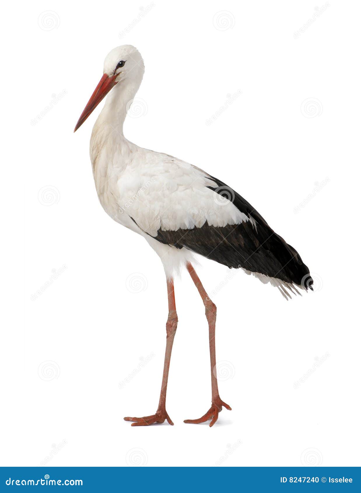 White Stork Couple In Their Nest Making Sound, Common Birds In Europe ...