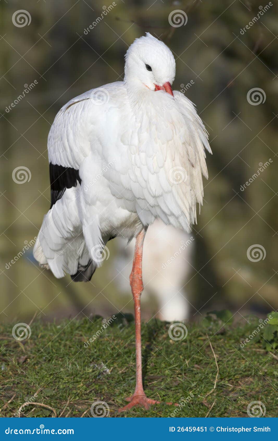 White Stork ( Ciconia Ciconia) Stock Image - Image of ciconiiformes ...