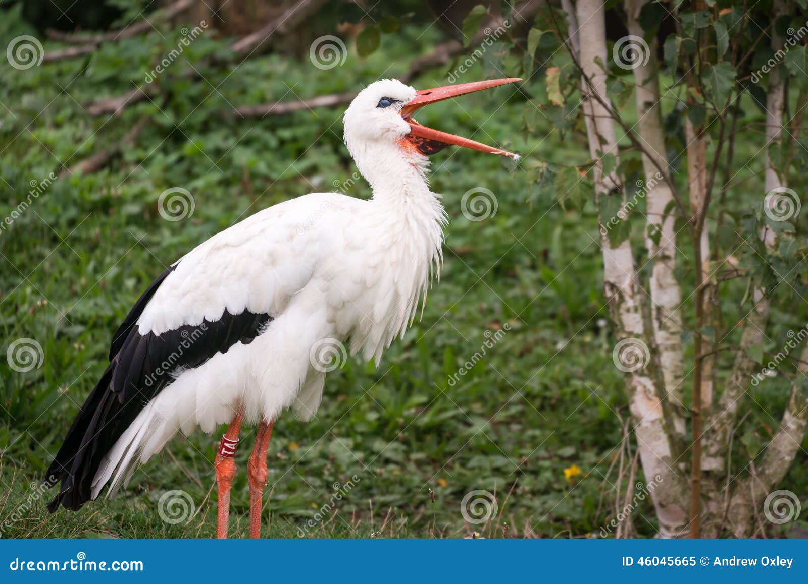 White stork stock image. Image of storks, white, large - 46045665