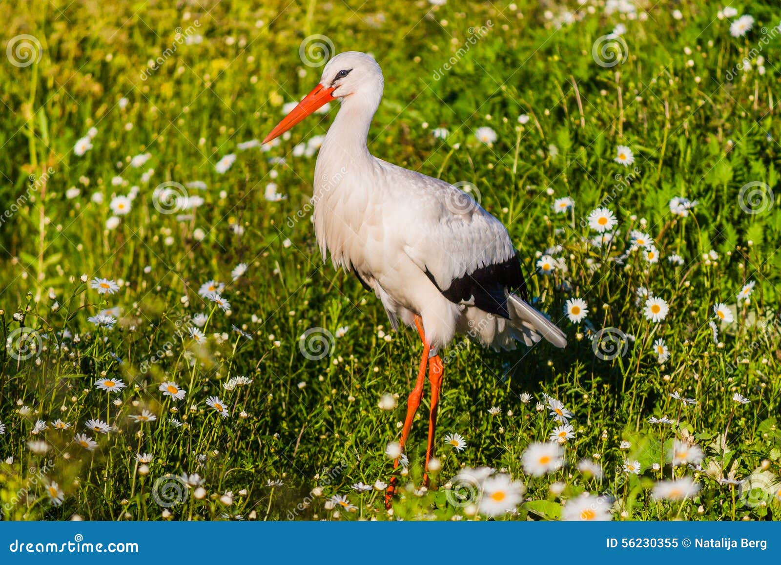 The White Stork (Ciconia Ciconia) Stock Image - Image of grass, orange ...