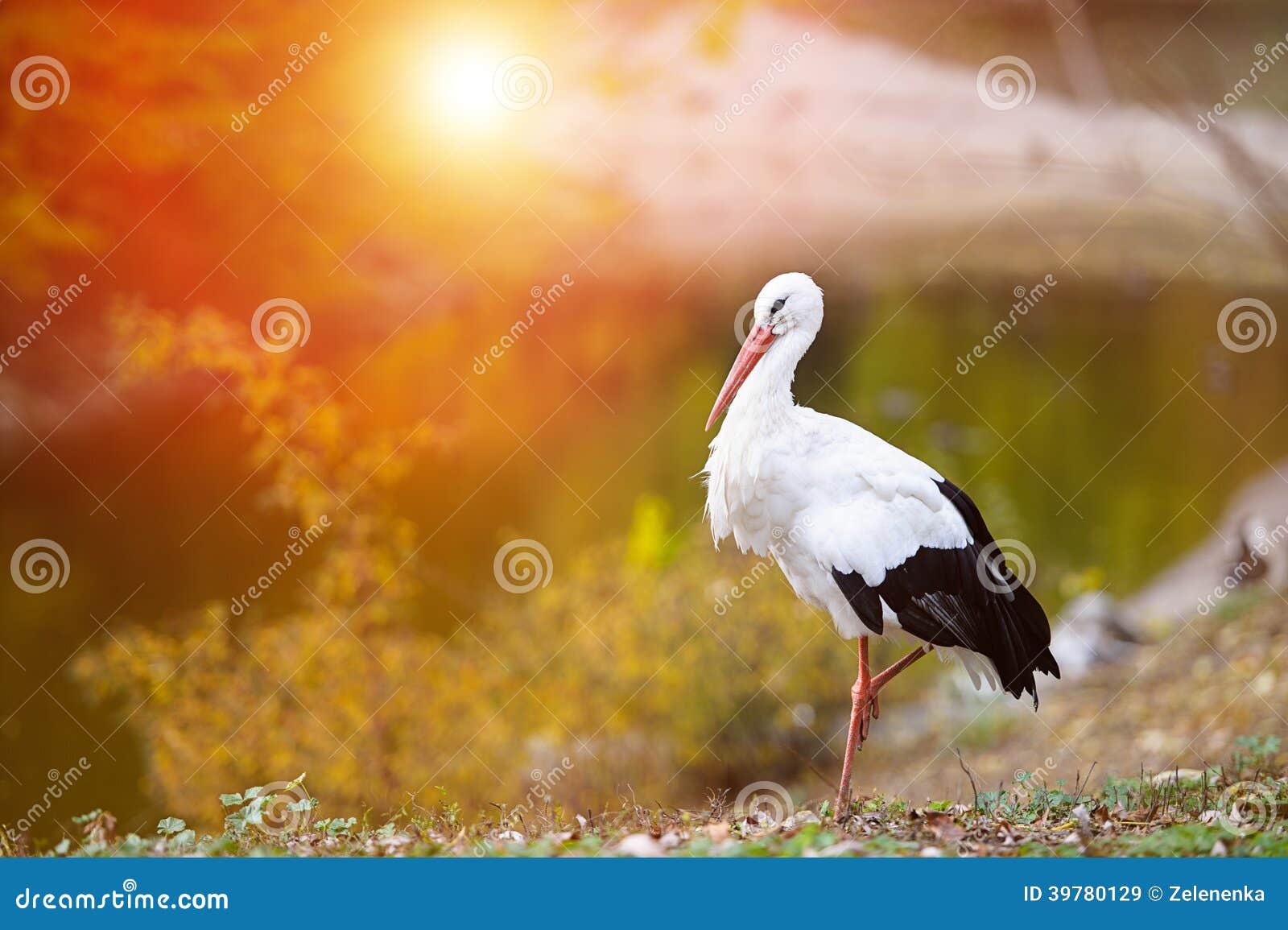 The White Stork Is A Large Bird In The Stork Family. Its Plumage Is ...