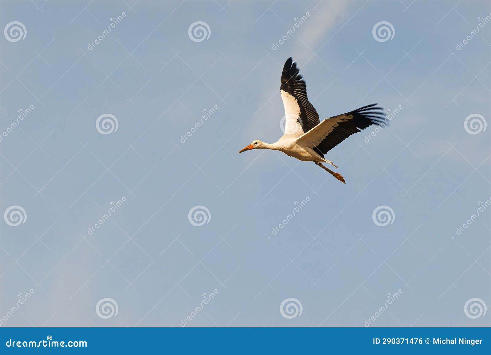 The White Stork (Ciconia Ciconia) Floating Down from the Sky Stock ...