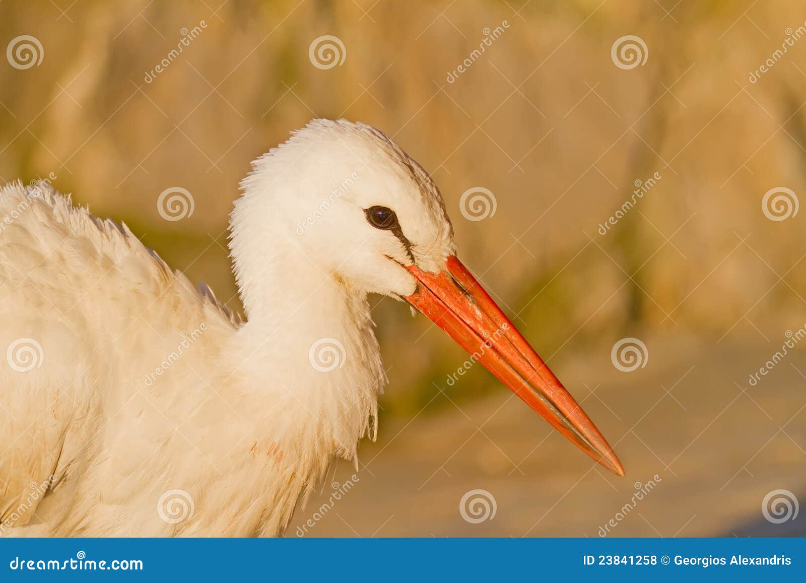 White Stork Close-Up stock photo. Image of birds, portrait - 23841258