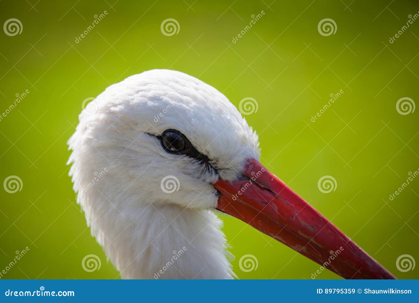 White stork stock image. Image of close, white, feather - 89795359