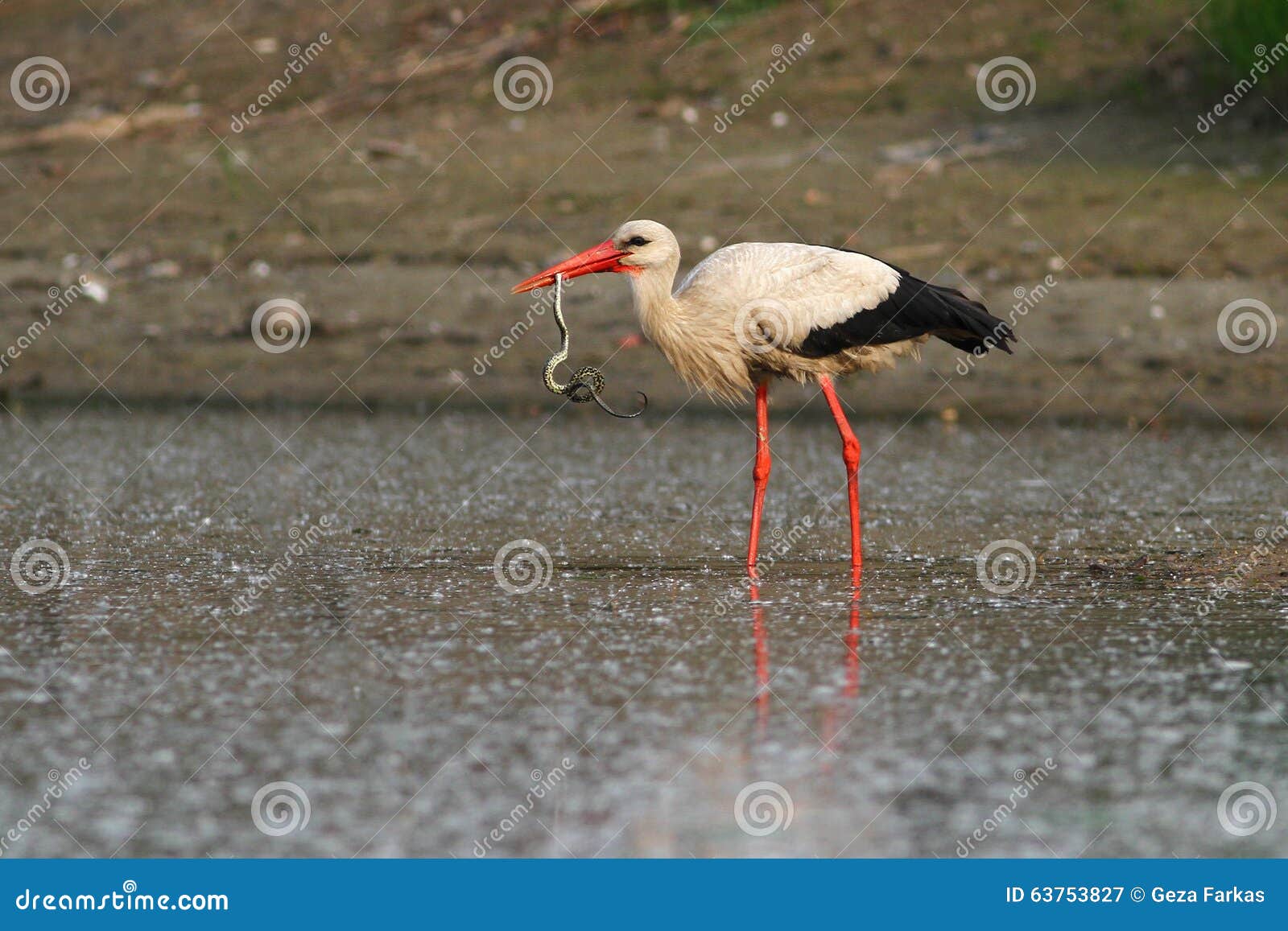 White Stork Eating Big Snake on the Swamp Stock Image - Image of bill ...