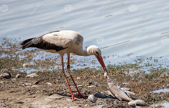 A White Stork Eating a Fish on the Shore Stock Image - Image of hunting ...
