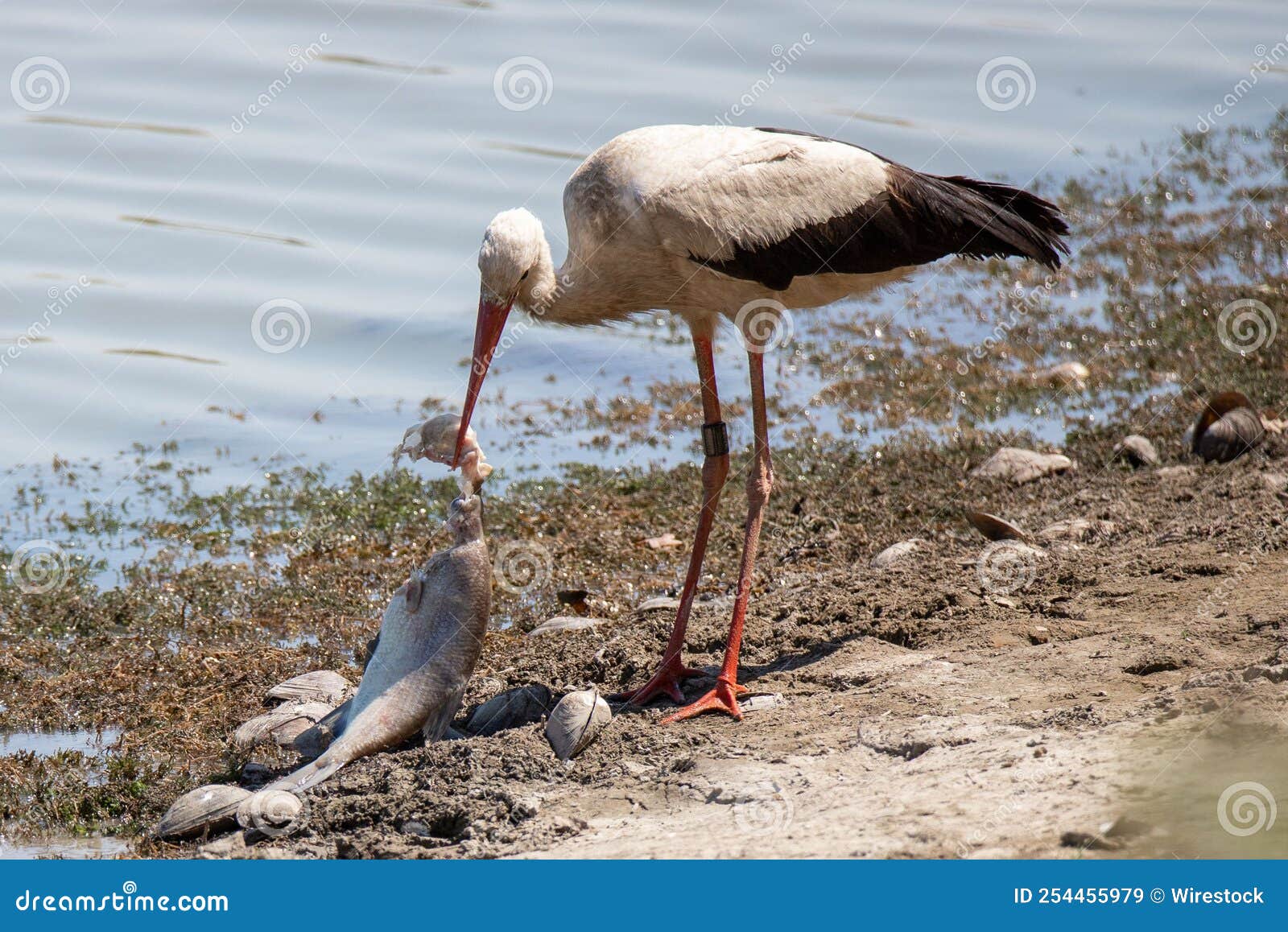 A White Stork Eating a Fish on the Shore Stock Image - Image of avian ...