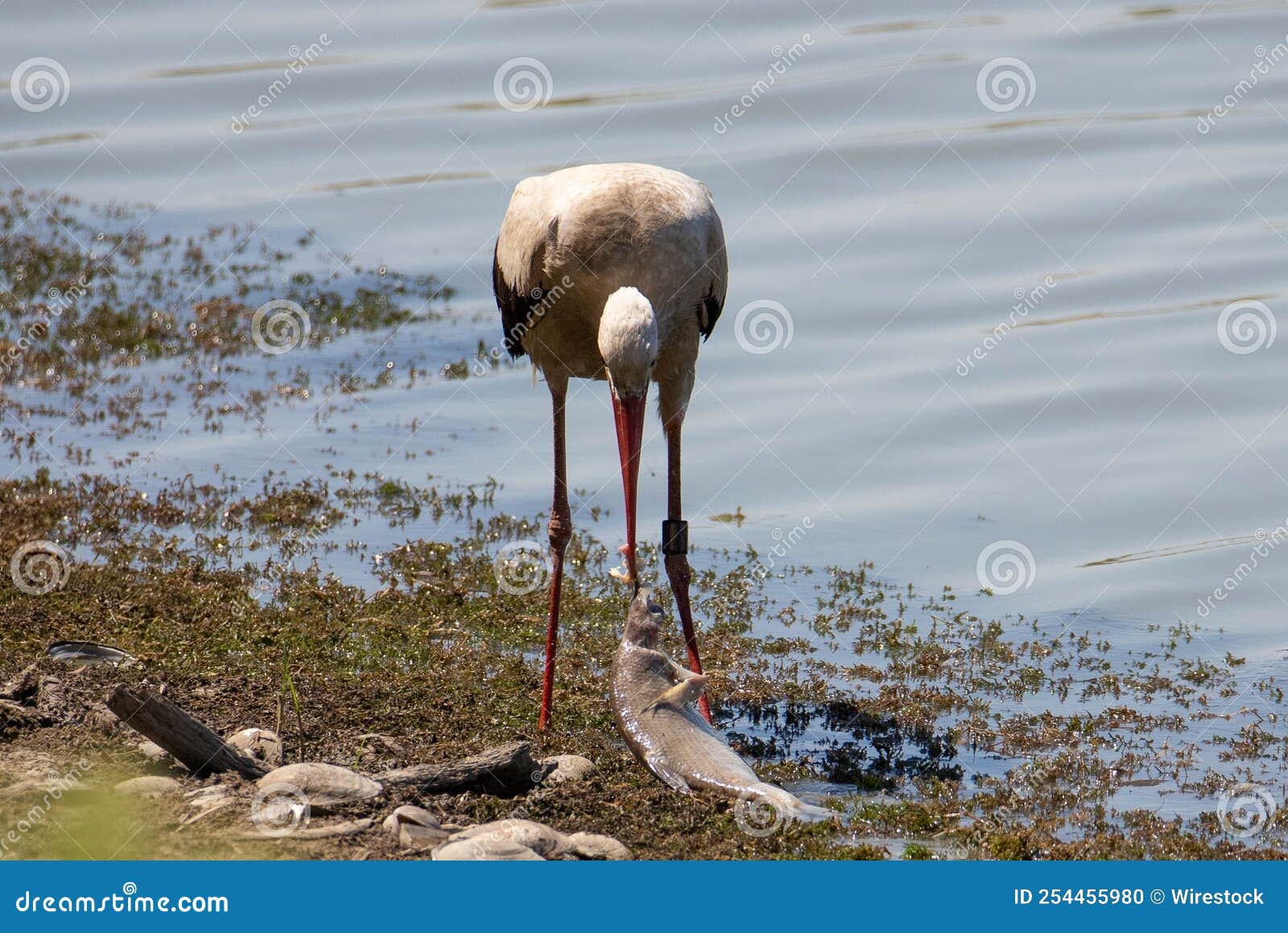 A White Stork Eating a Fish on the Shore Stock Photo - Image of fish ...