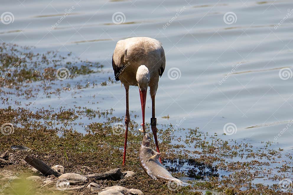 A White Stork Eating a Fish on the Shore Stock Photo - Image of fish ...
