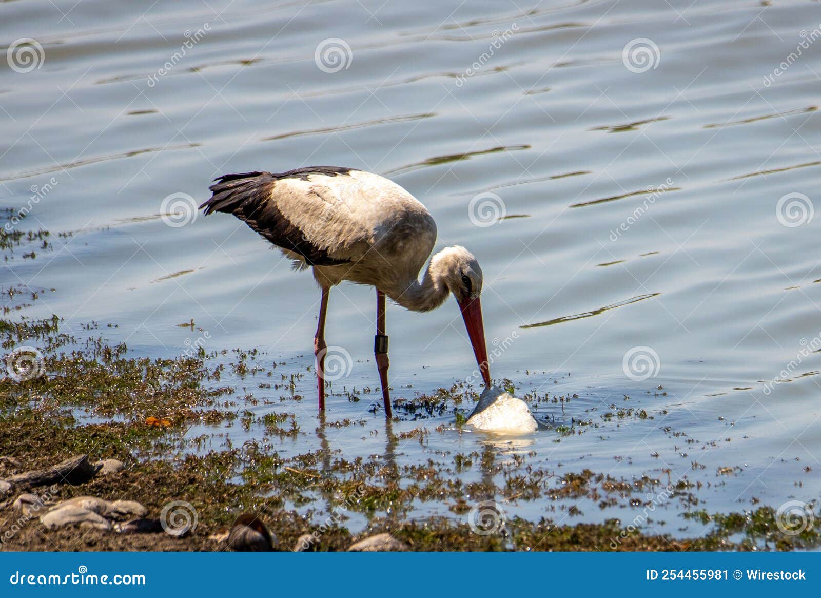 A White Stork Eating a Fish on the Shore Stock Image - Image of europe ...