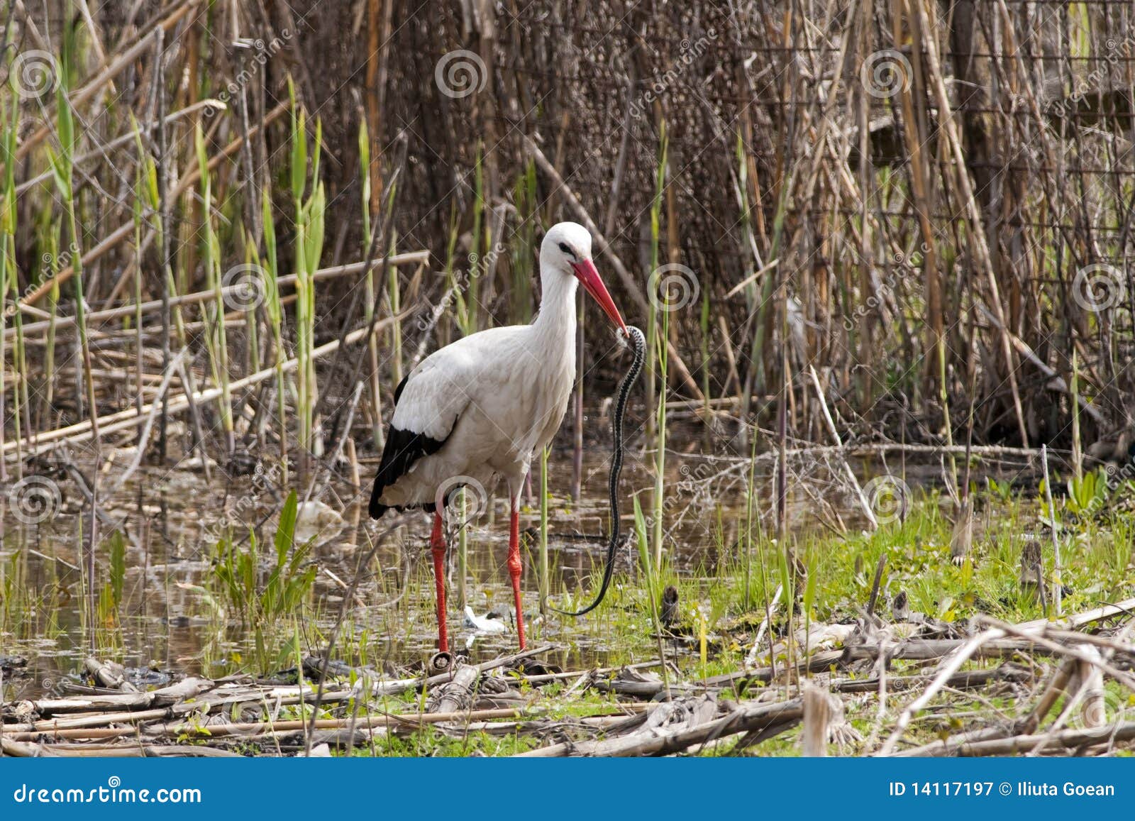 White Stork eating a snake stock image. Image of migratory - 14117197