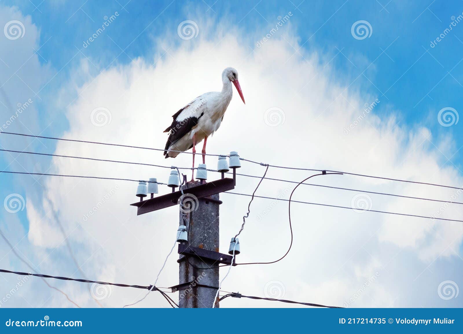 White Stork on an Electric Pole on a Background of Beautiful Cloudy Sky ...