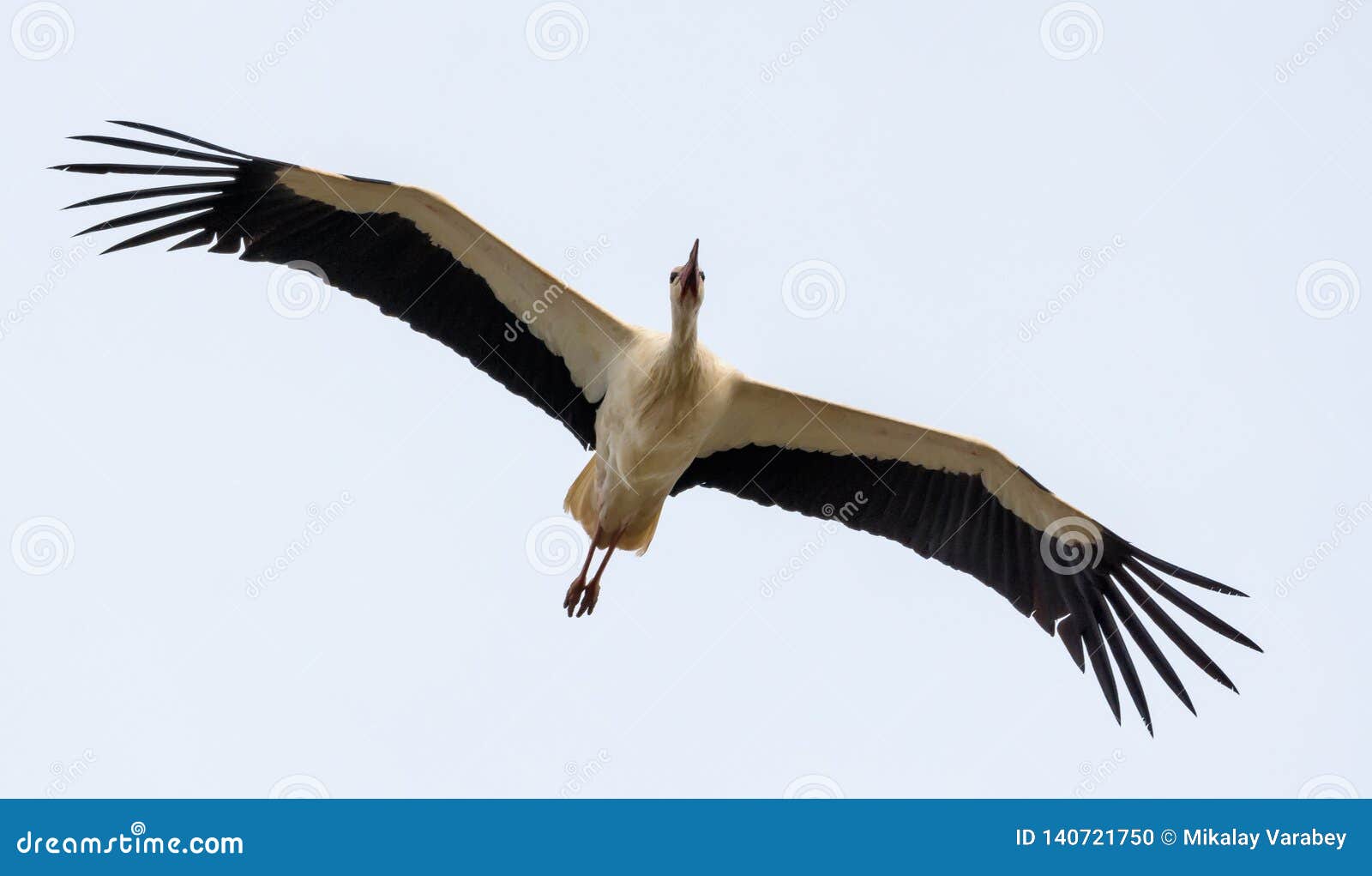 White Stork Fast Flies Towards in the Grey Sky with Stretched Wings ...