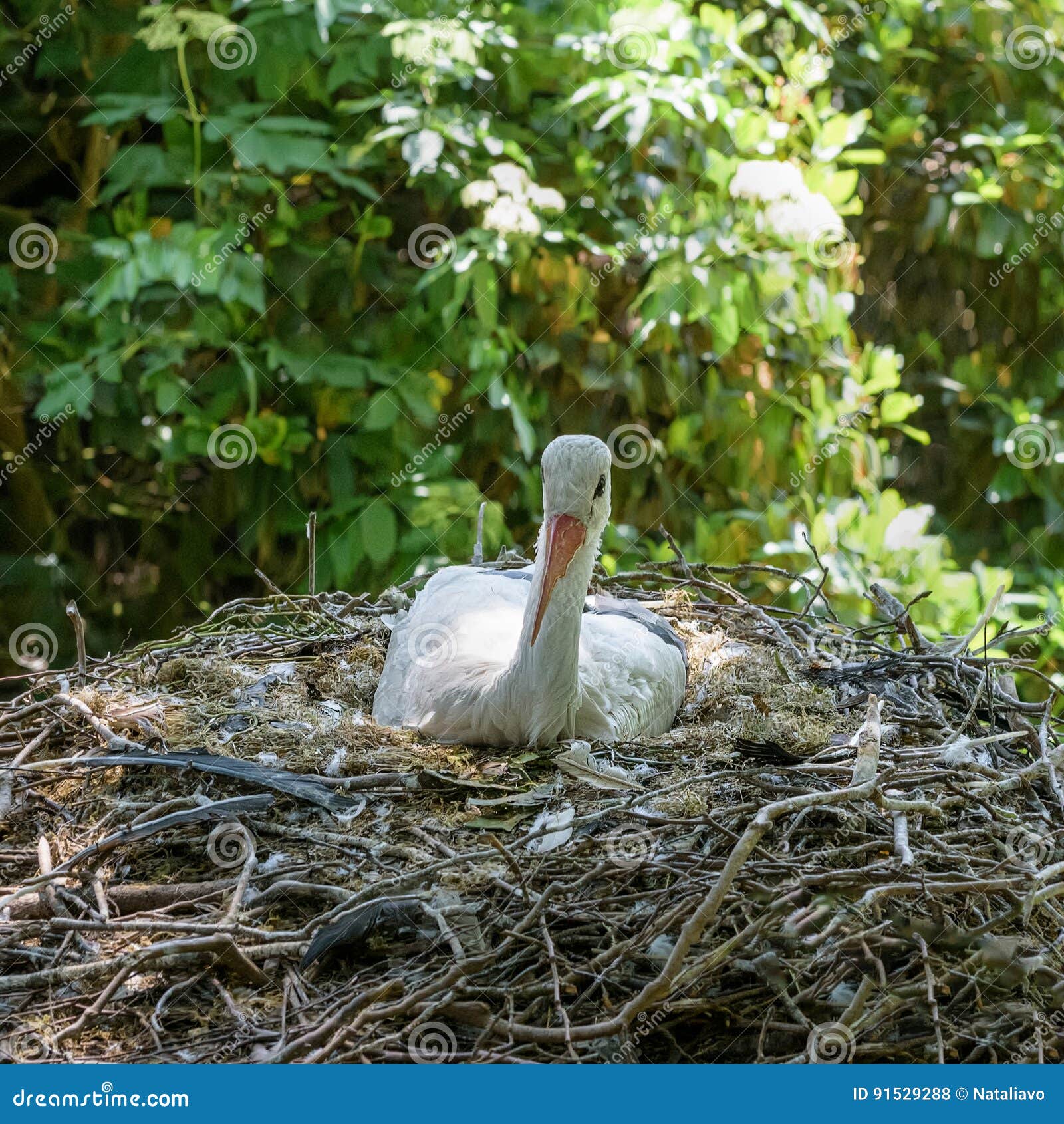 White stork feeding chicks stock photo. Image of spring - 91529288