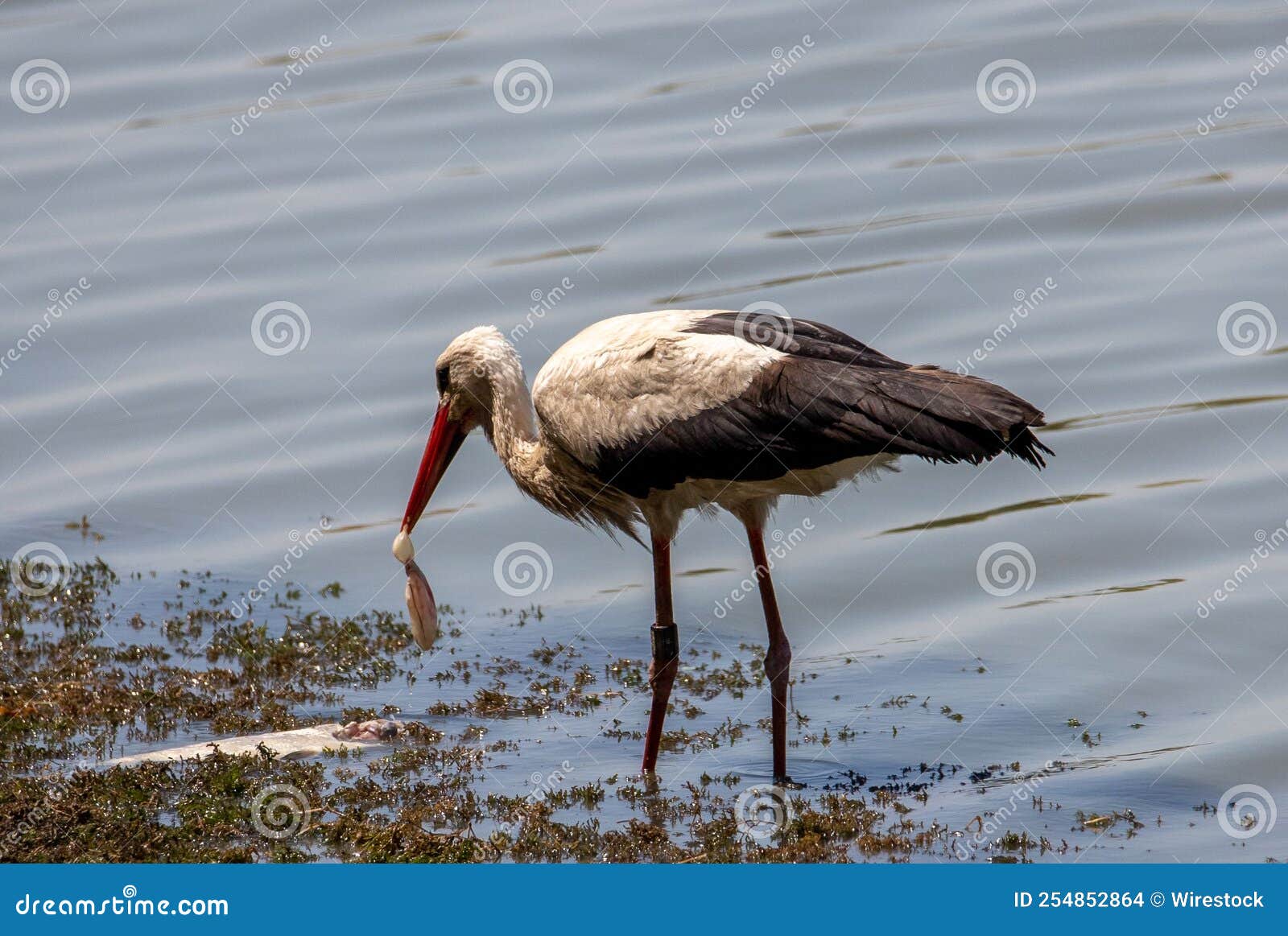 A White Stork Feeding on a Fish on the Shore Stock Photo - Image of ...