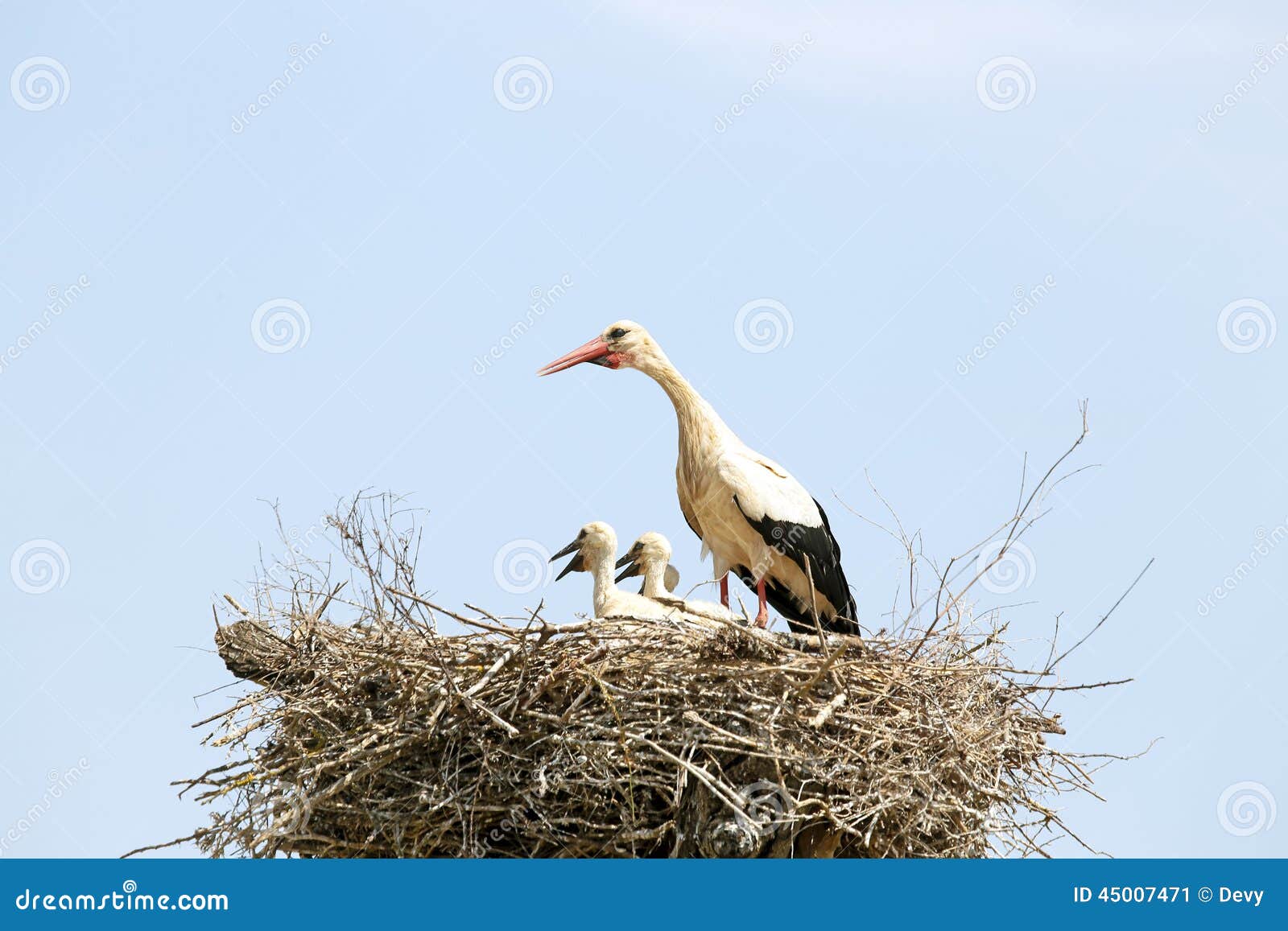 White Stork Feeding Her Babies on the Nest Stock Image - Image of ...