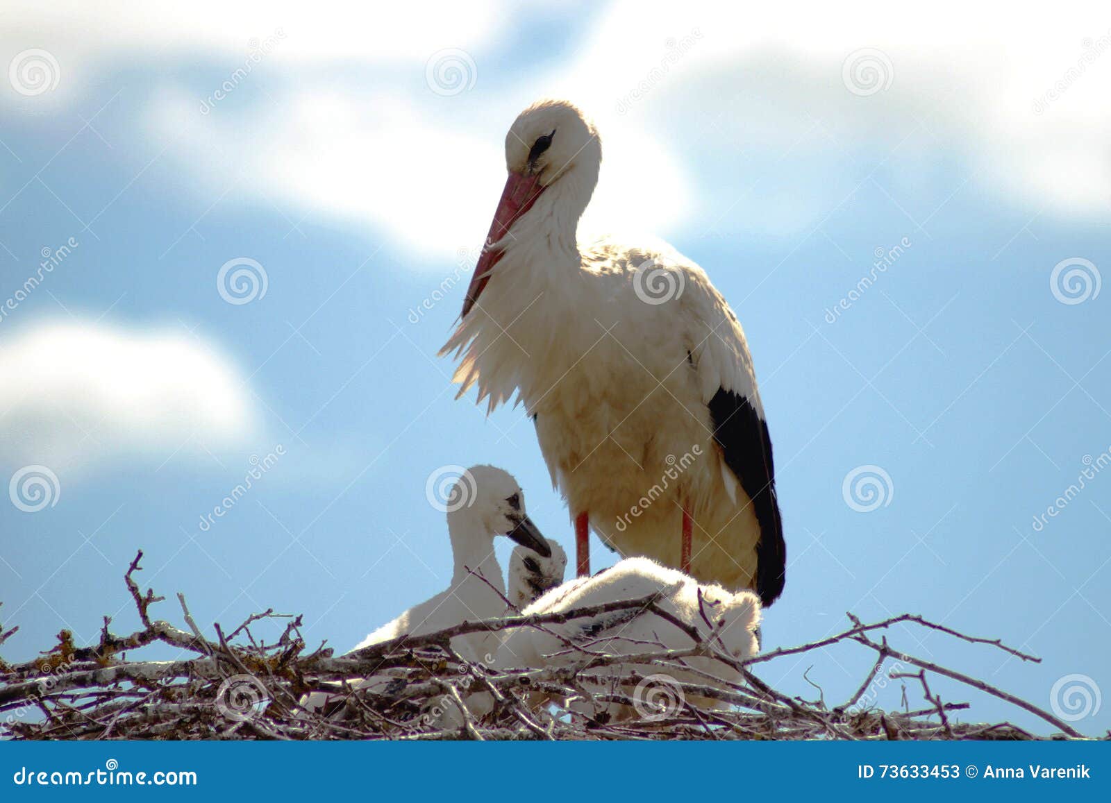White stork stock image. Image of branch, nest, green - 73633453