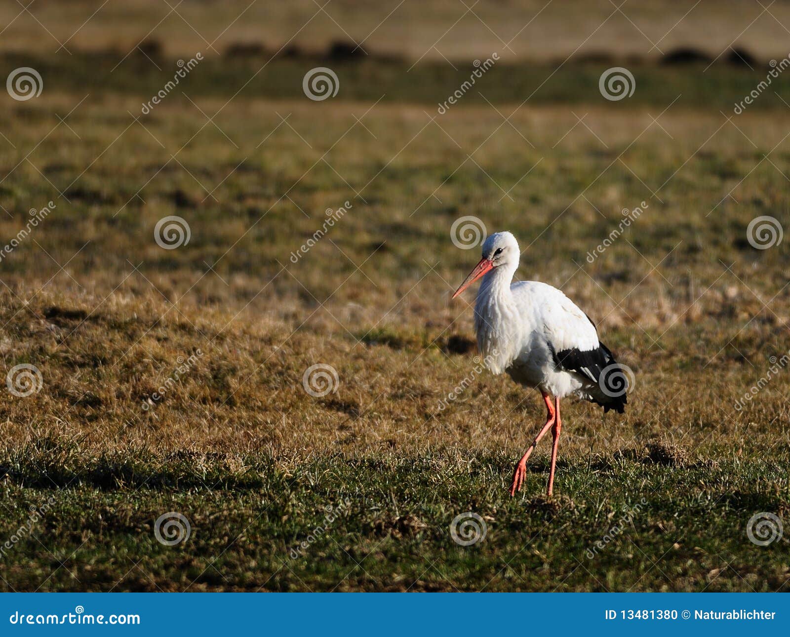 White stork in field stock photo. Image of outdoor, plumage - 13481380