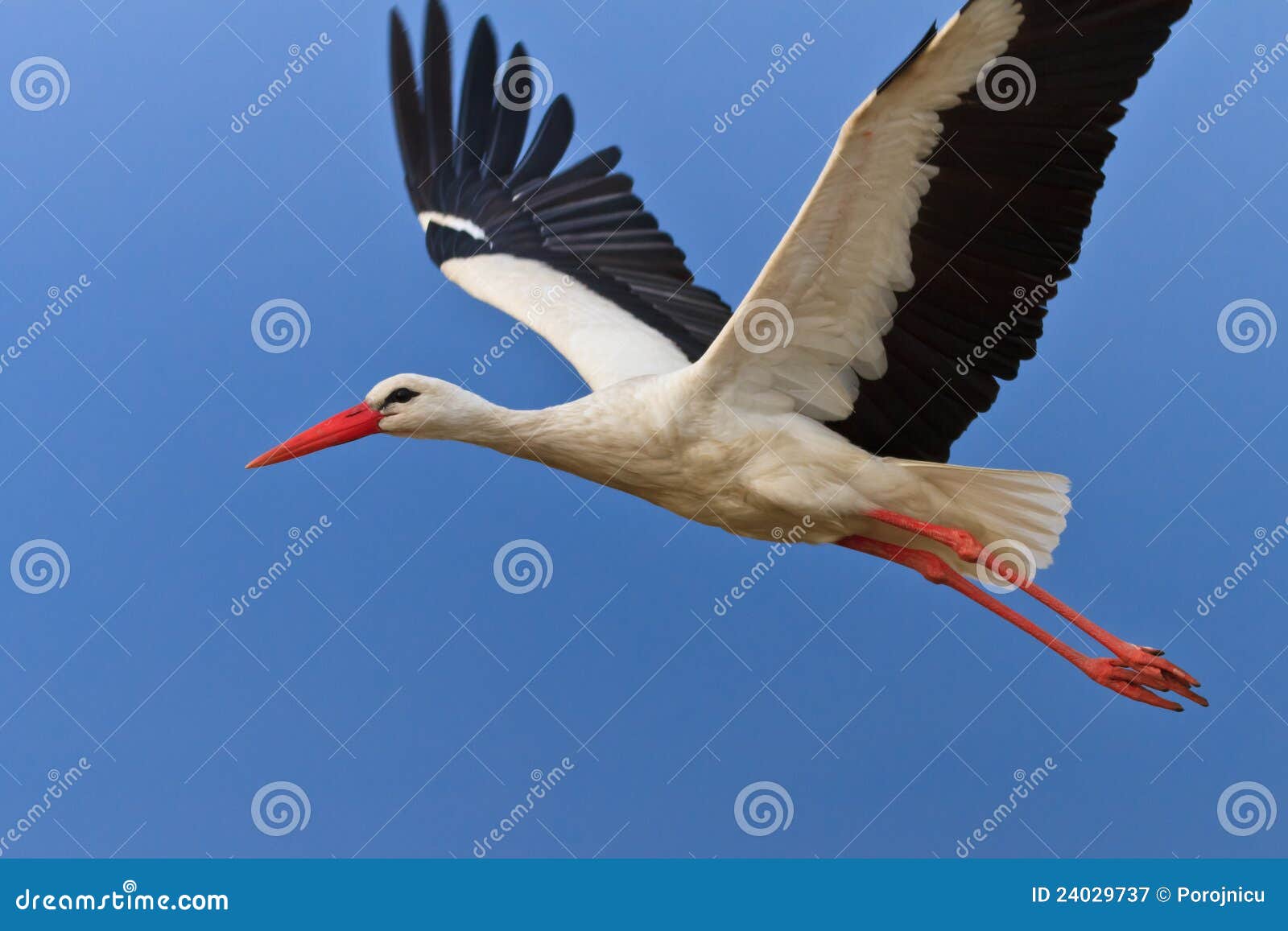 White stork in flight stock image. Image of beautiful - 24029737