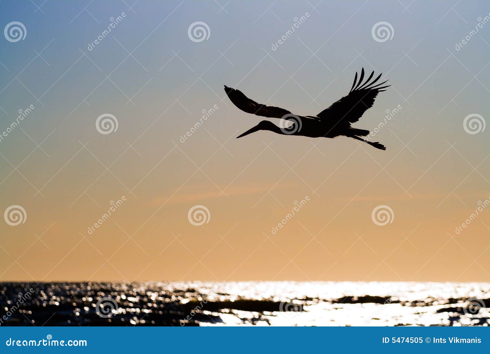 White stork in flight stock image. Image of white, stork - 5474505