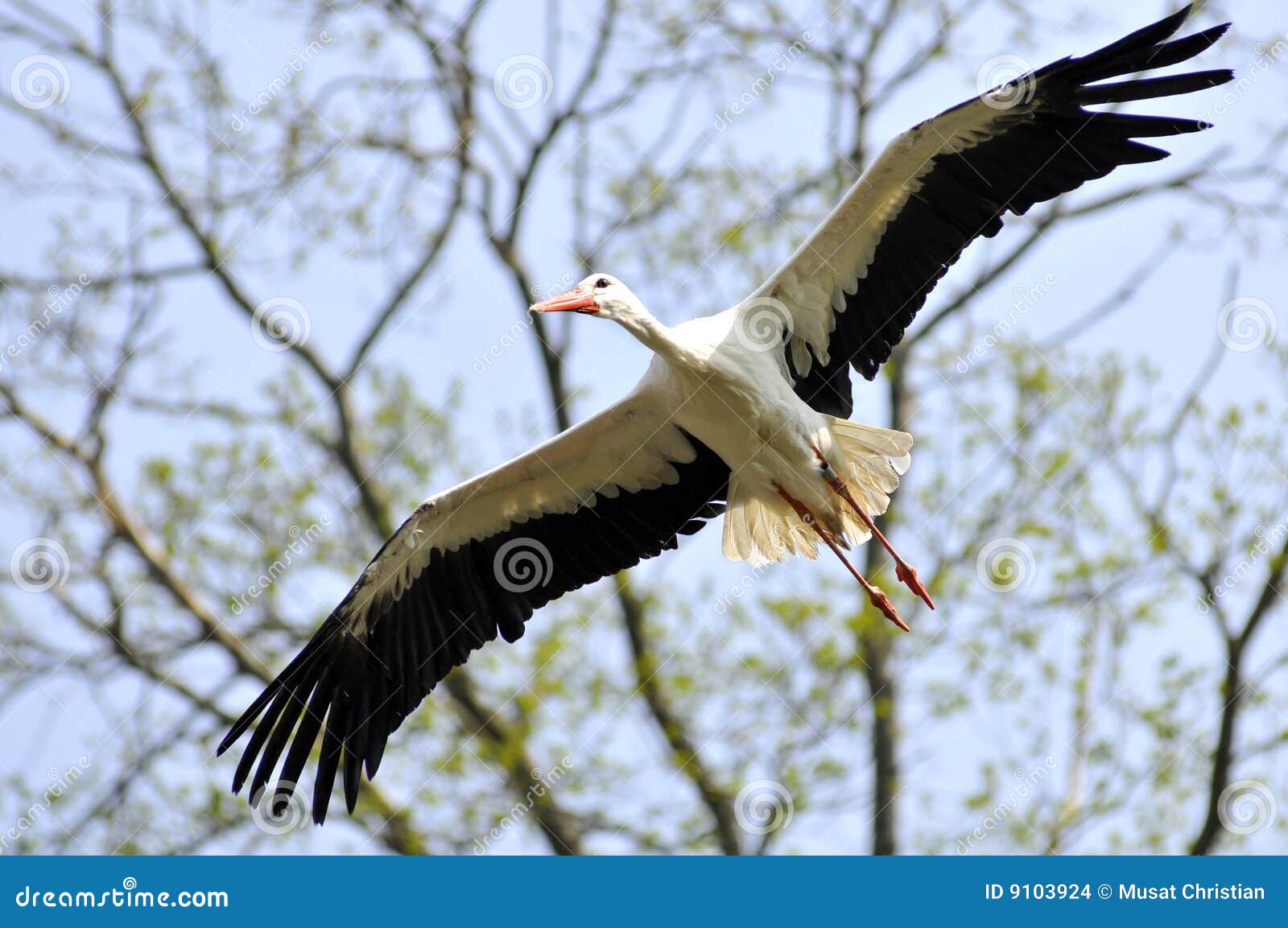 White stork in flight stock photo. Image of black, soar - 9103924