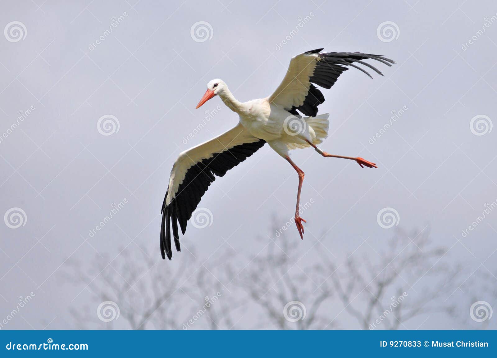 White stork in flight stock image. Image of flight, grey - 9270833
