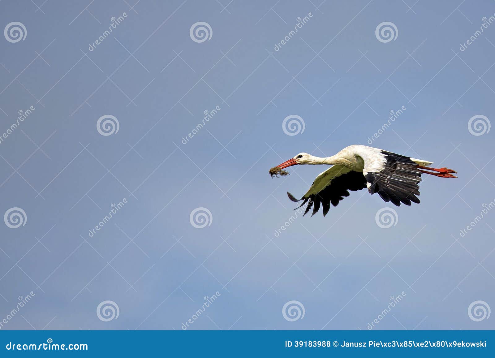 White stork in flight stock photo. Image of white, animal - 39183988