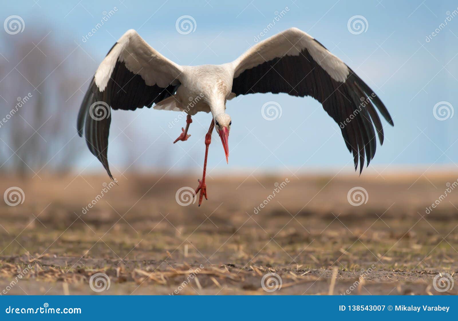White Stork Taking Off from Bare Ground Field Stock Image - Image of ...