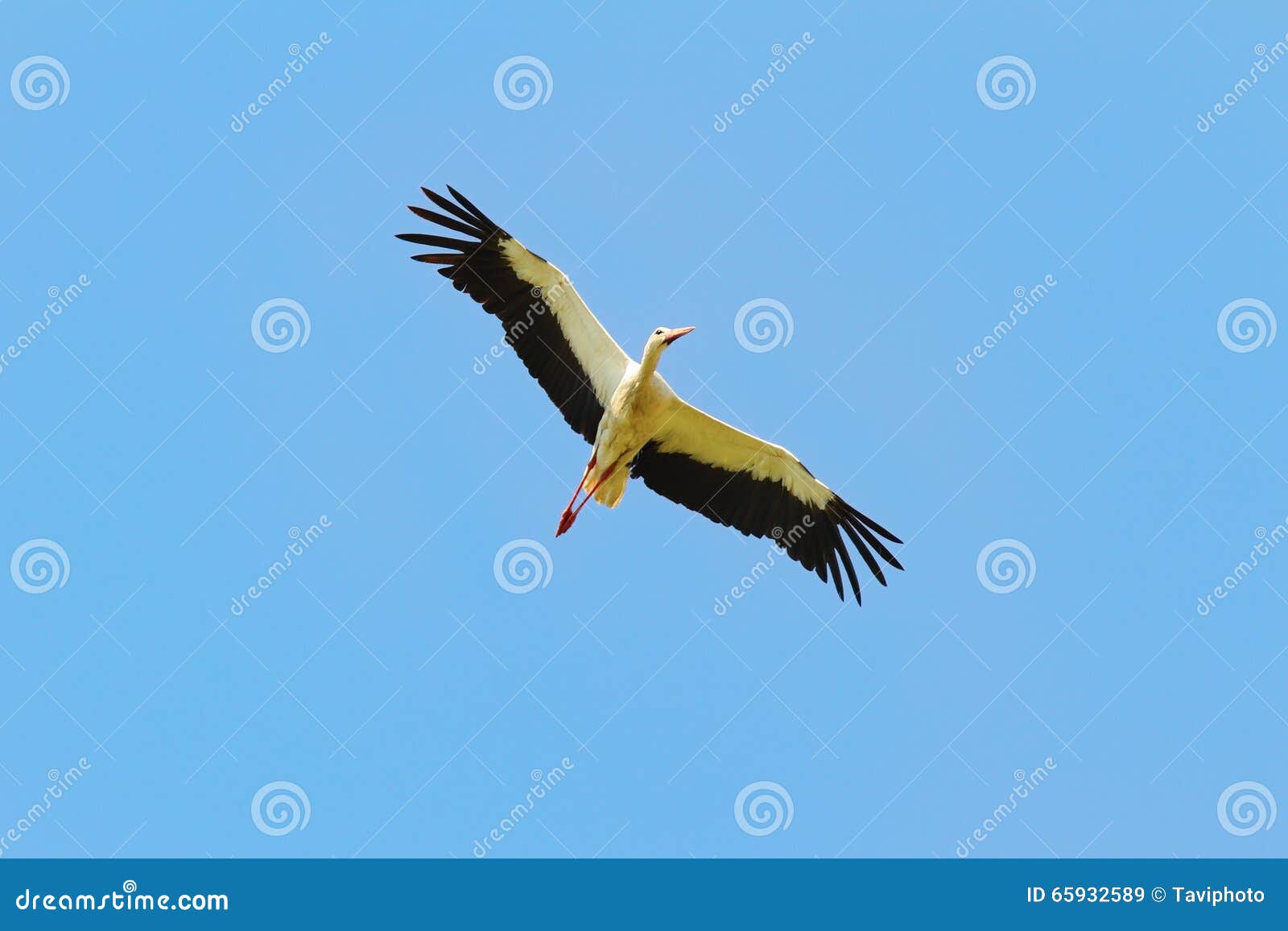 White Stork in Flight Over Blue Sky Stock Image - Image of flight ...