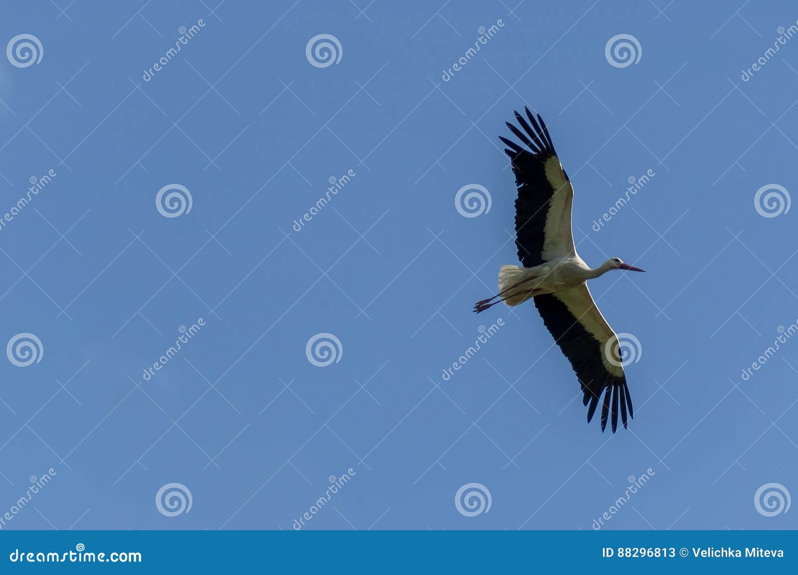 White Stork in Flight, Rila Mountain Stock Image - Image of black ...