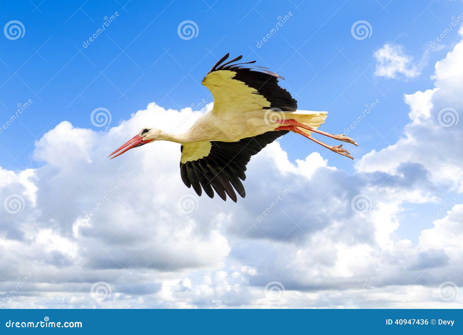 White stork stock photo. Image of flight, black, ciconia - 40947436
