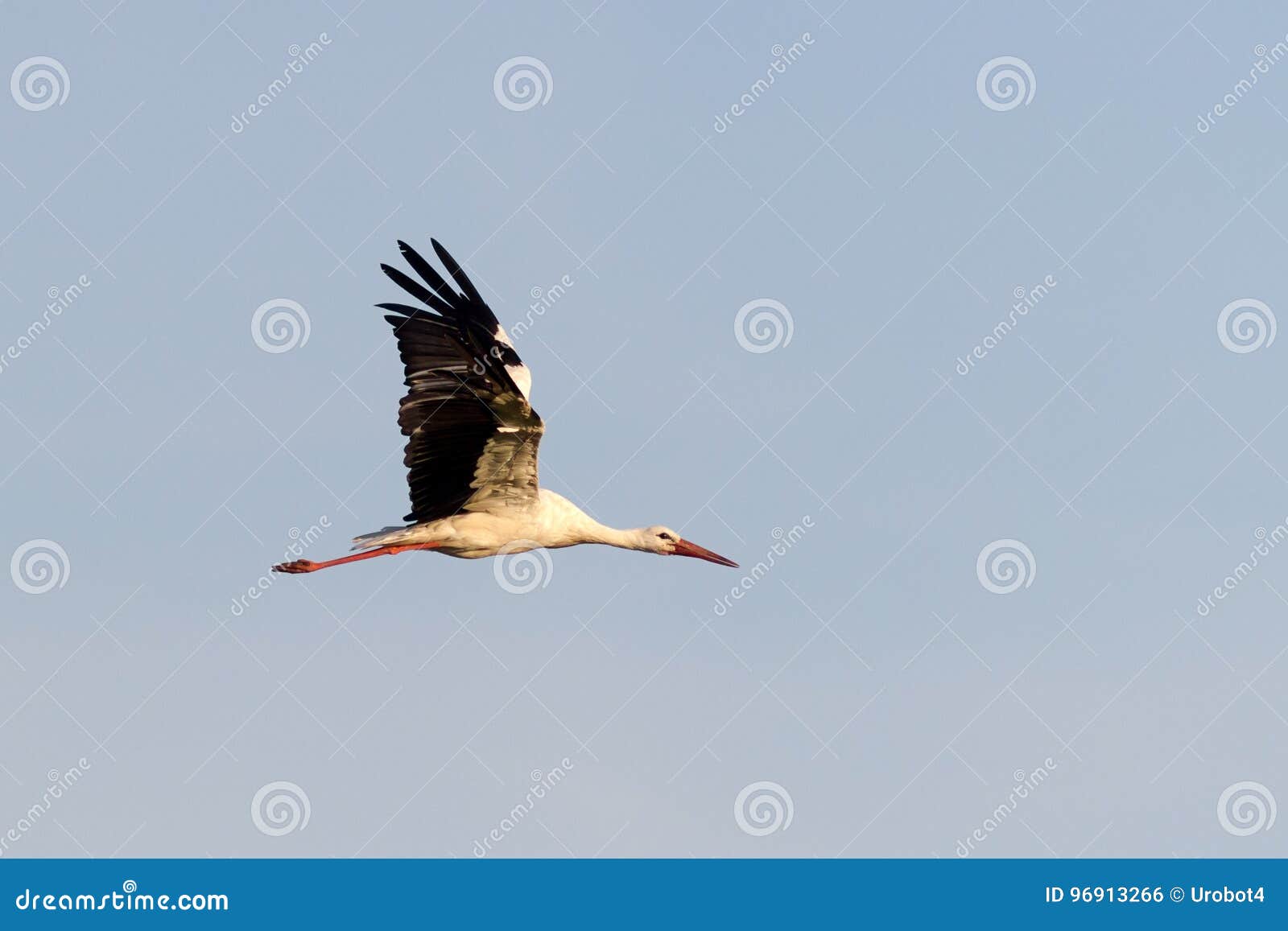 White Stork in Flight stock photo. Image of soar, feather - 96913266