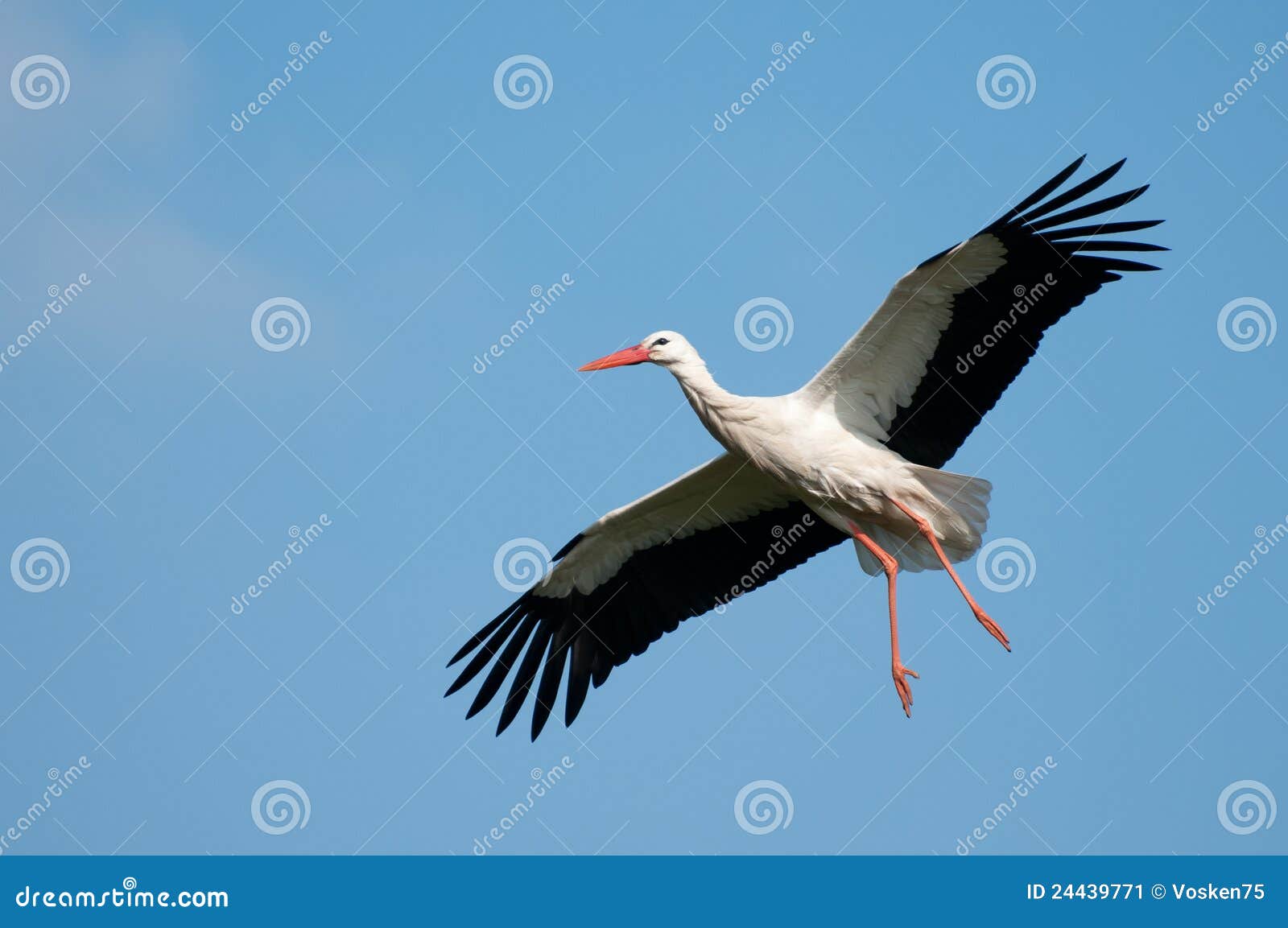 White Stork flying stock image. Image of stork, bird - 24439771